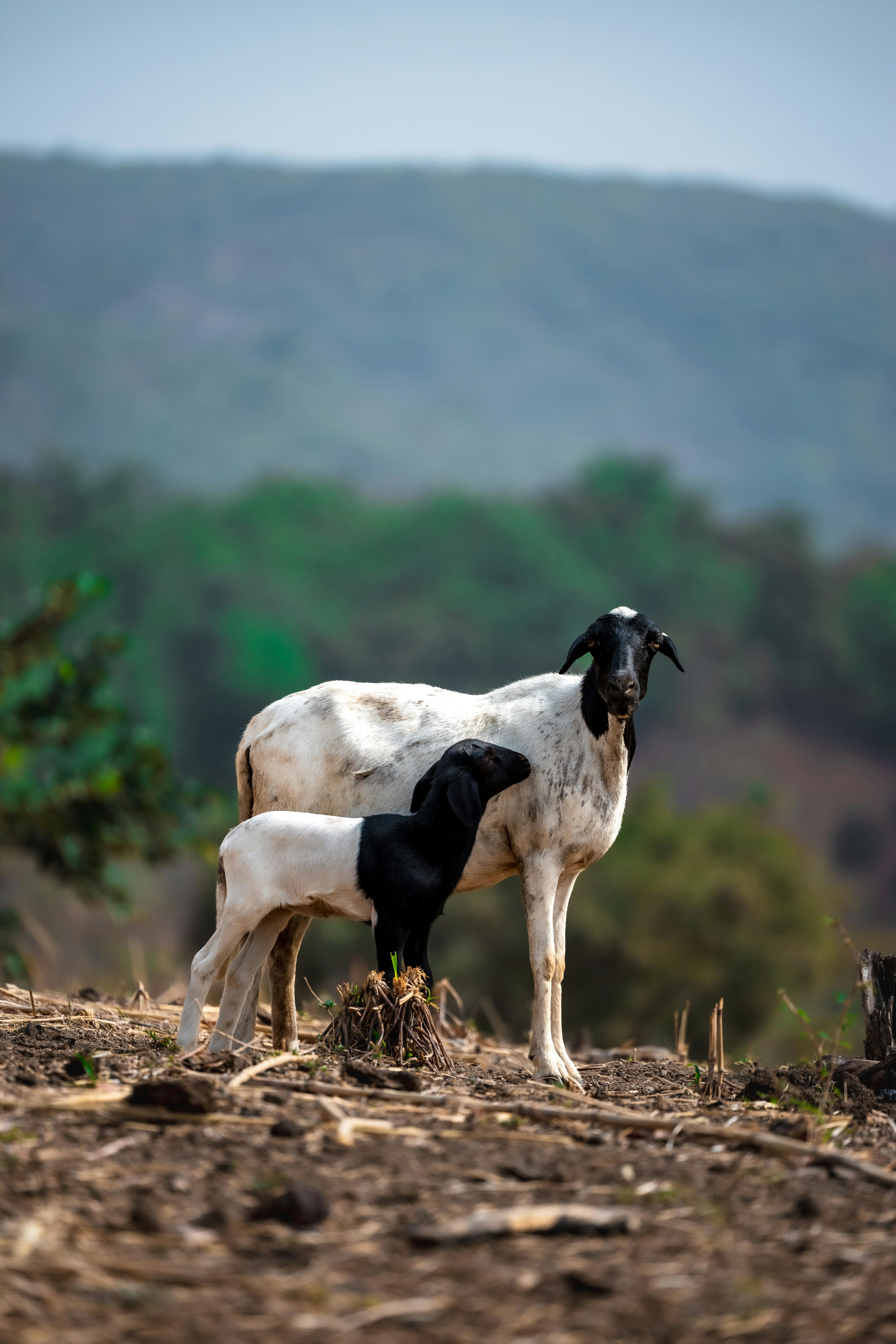 Nigerian Sheep Grazing in Scenic Landscape · Free Stock Photo