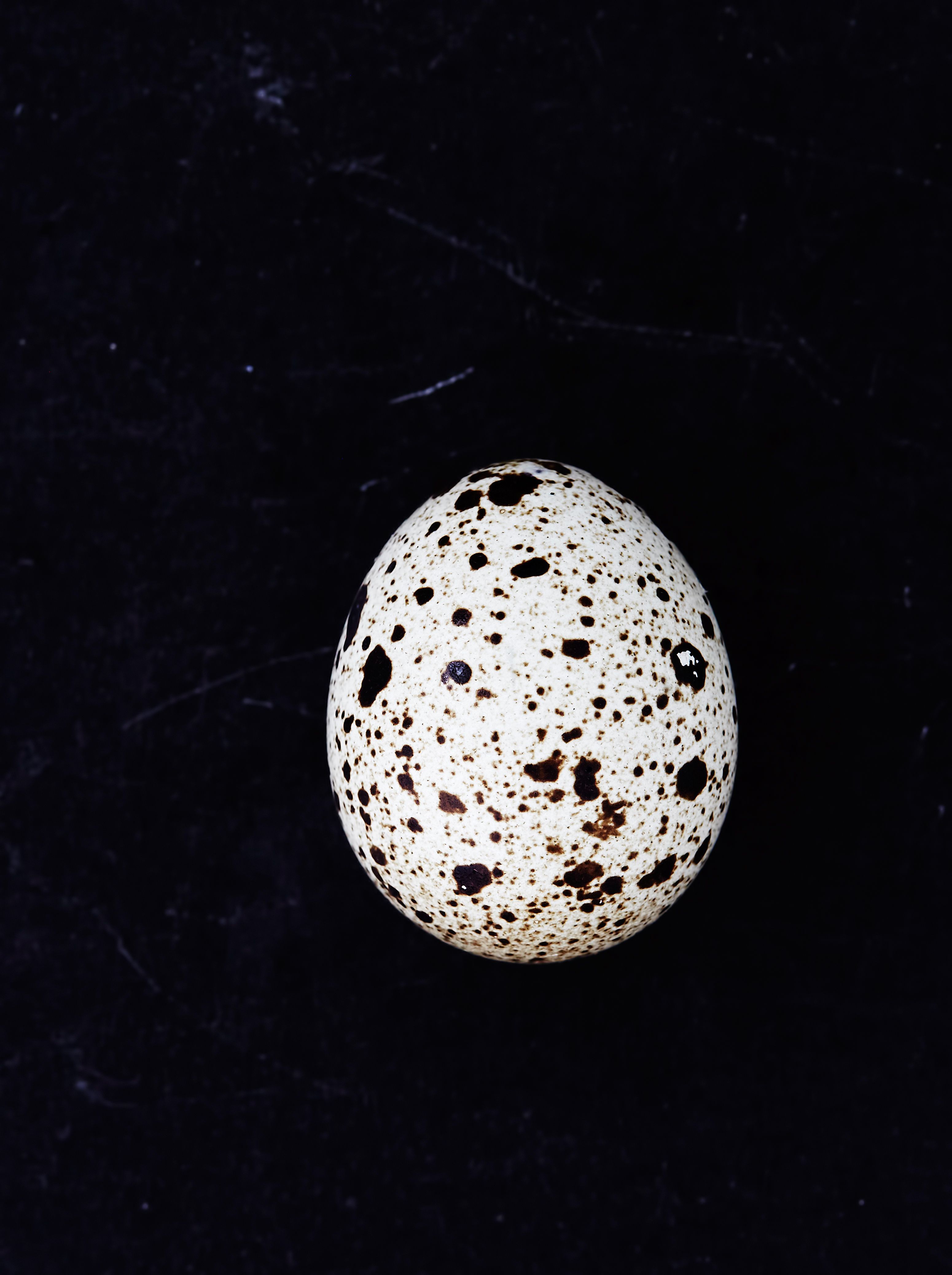Close-up of a Single Quail Egg on Black Background · Free Stock Photo