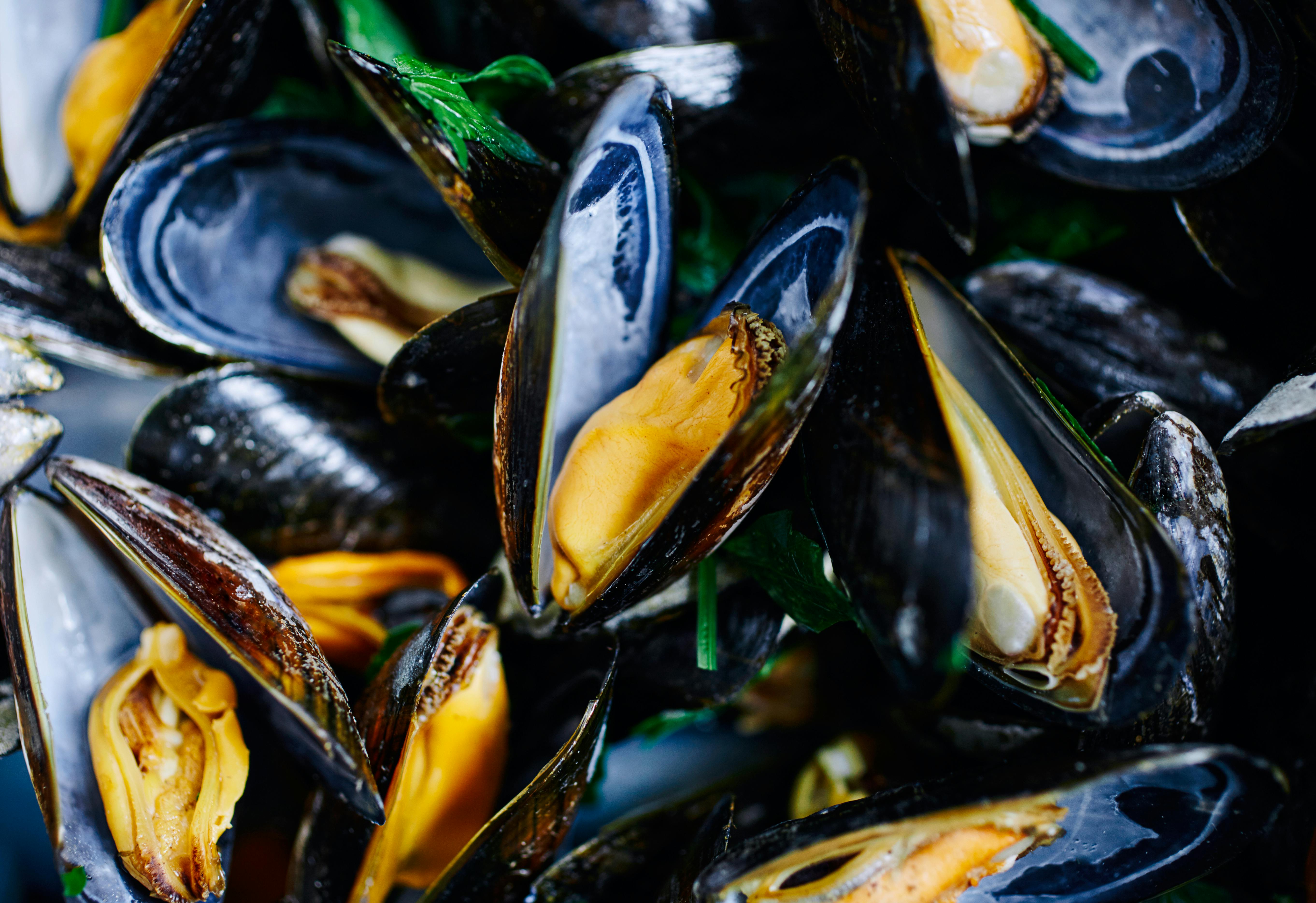 Fresh Mussels on Rock · Free Stock Photo