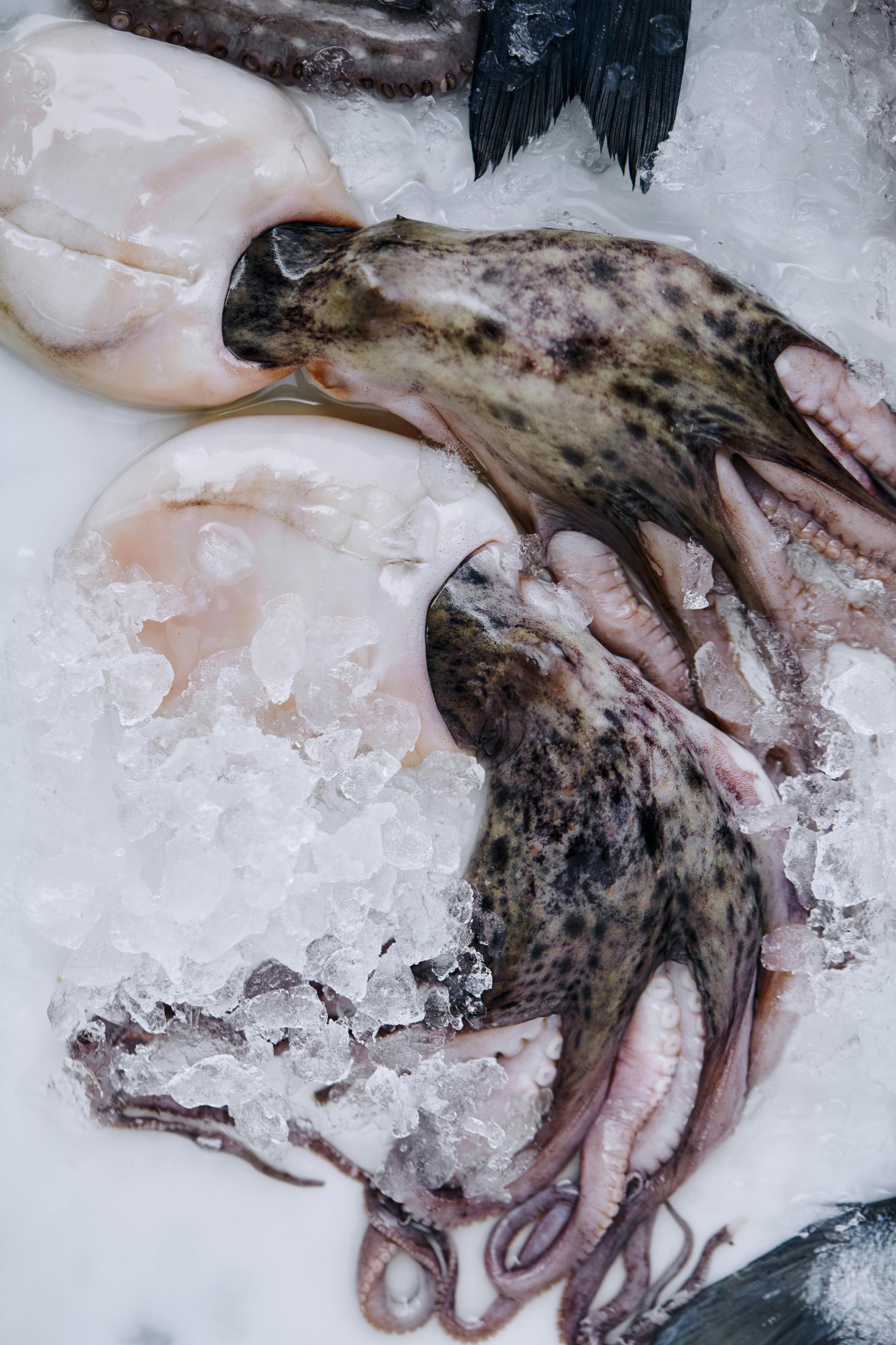 Fresh Octopus on Ice in Seafood Market Display · Free Stock Photo
