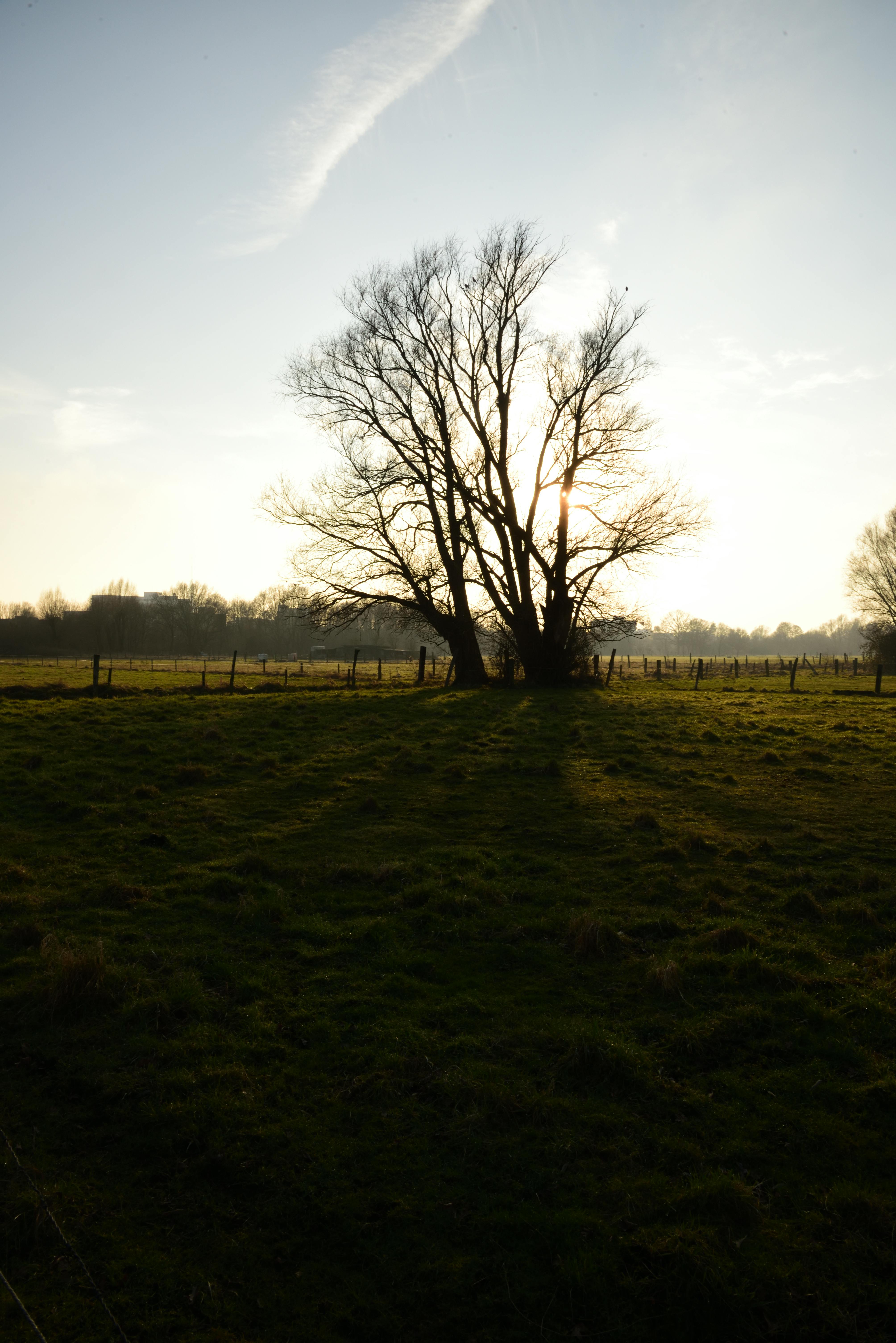 Leafless Trees Casting Shadows on Green Pasture · Free Stock Photo