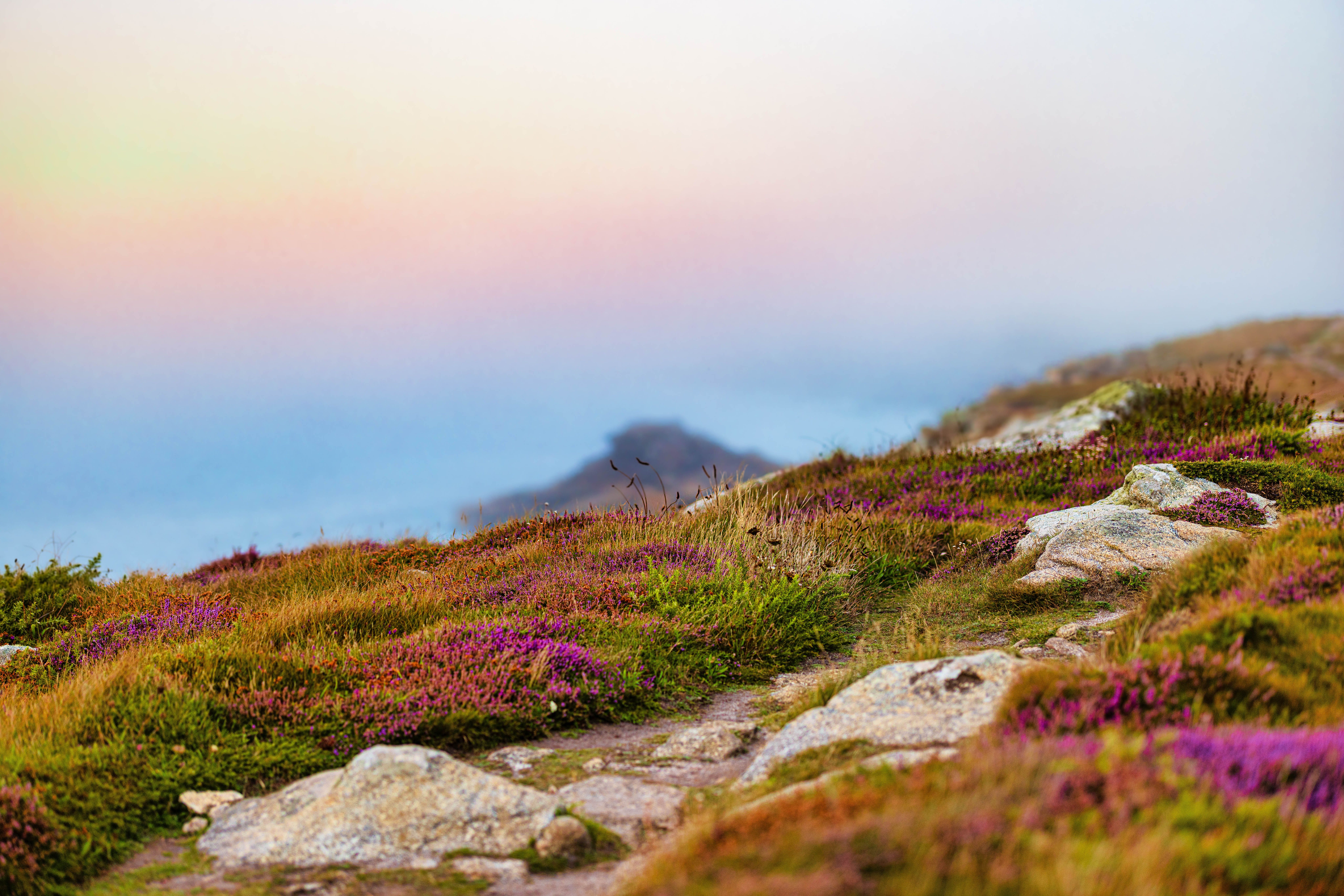 Scenic Coastal Landscape with Purple Heather · Free Stock Photo
