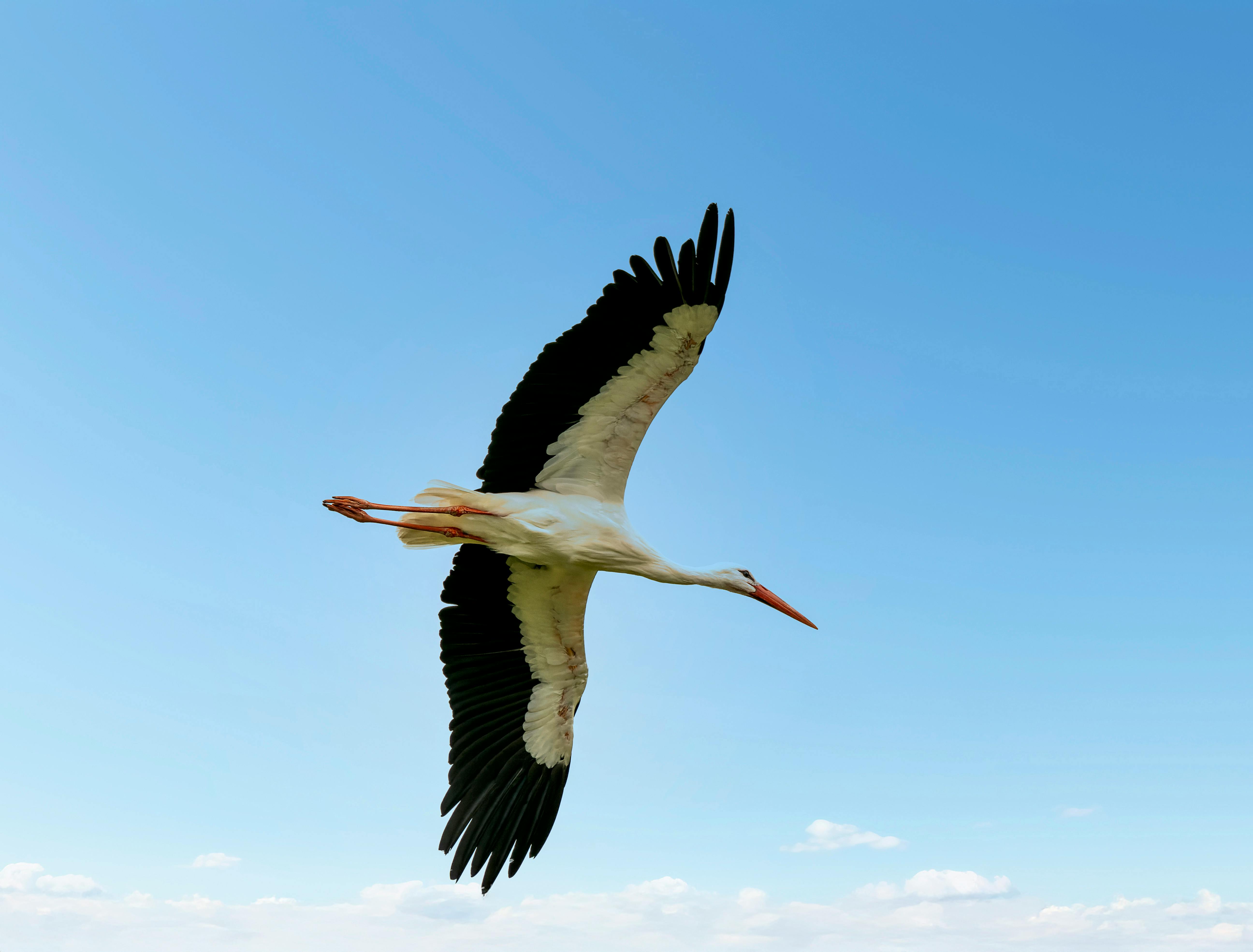 Majestic White Stork Soaring in Clear Blue Sky · Free Stock Photo