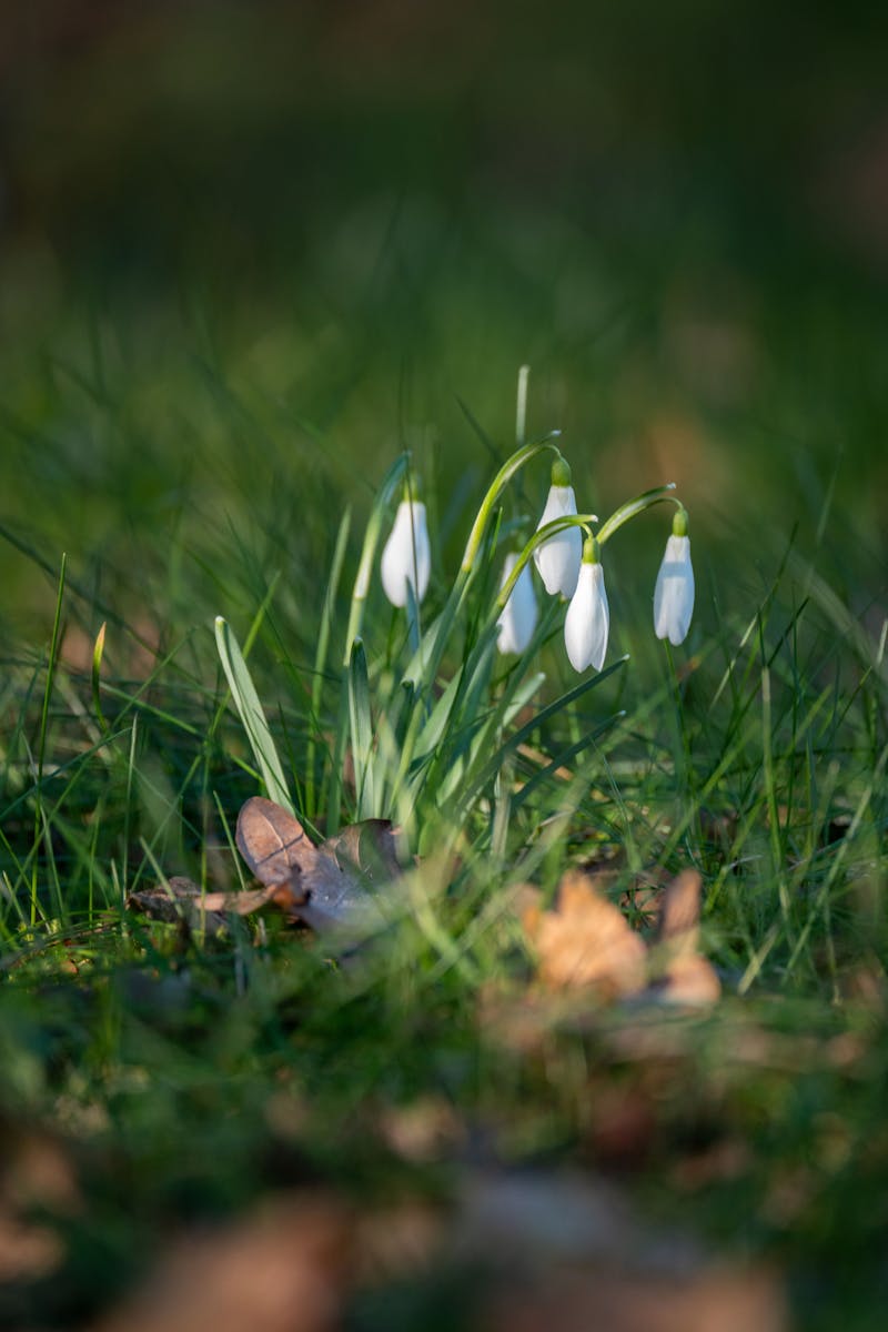 Snowdrop Photos, Download The BEST Free Snowdrop Stock Photos & HD Images