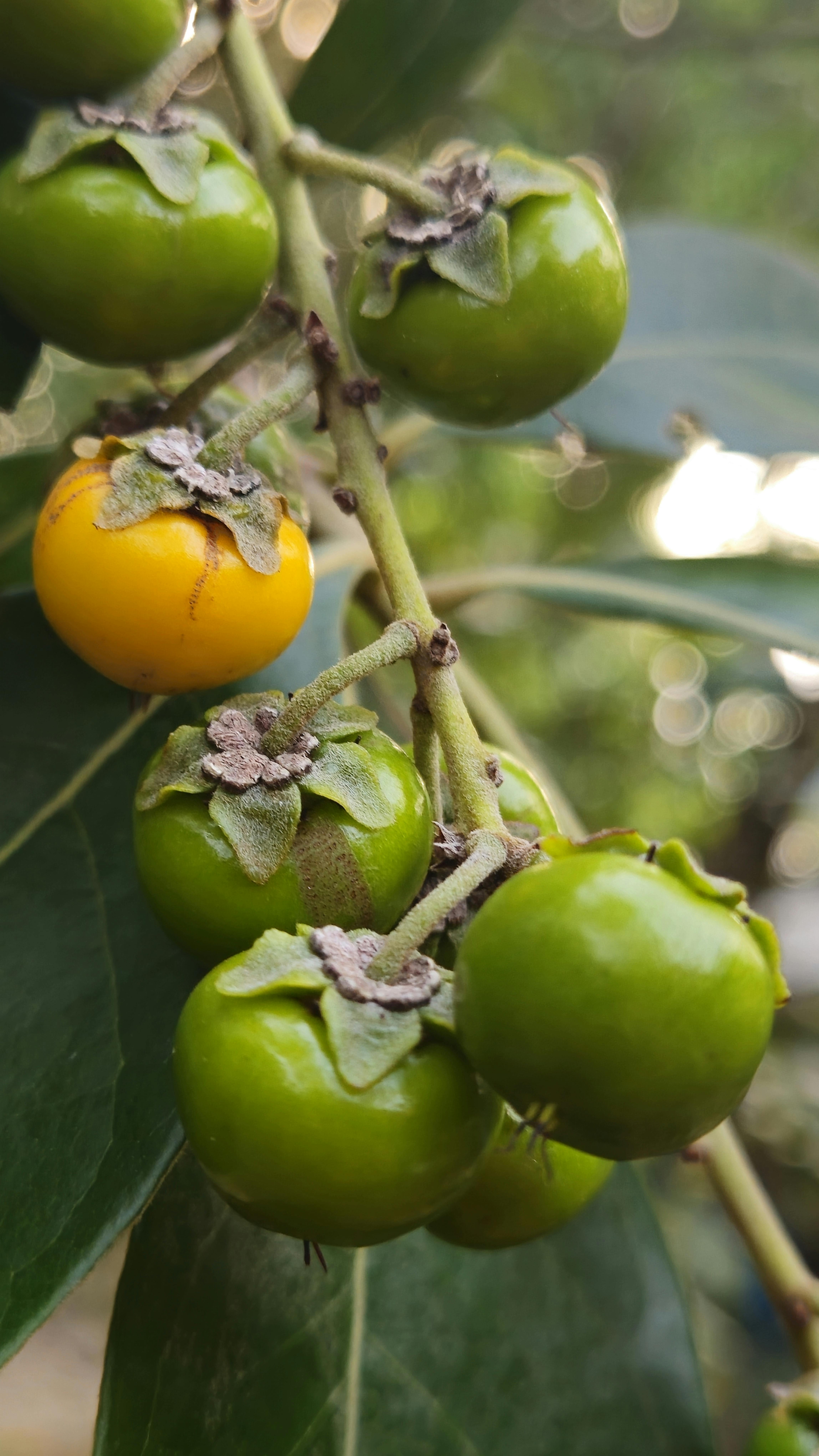 Close-Up of Muruci Fruits in Belém's Nature · Free Stock Photo