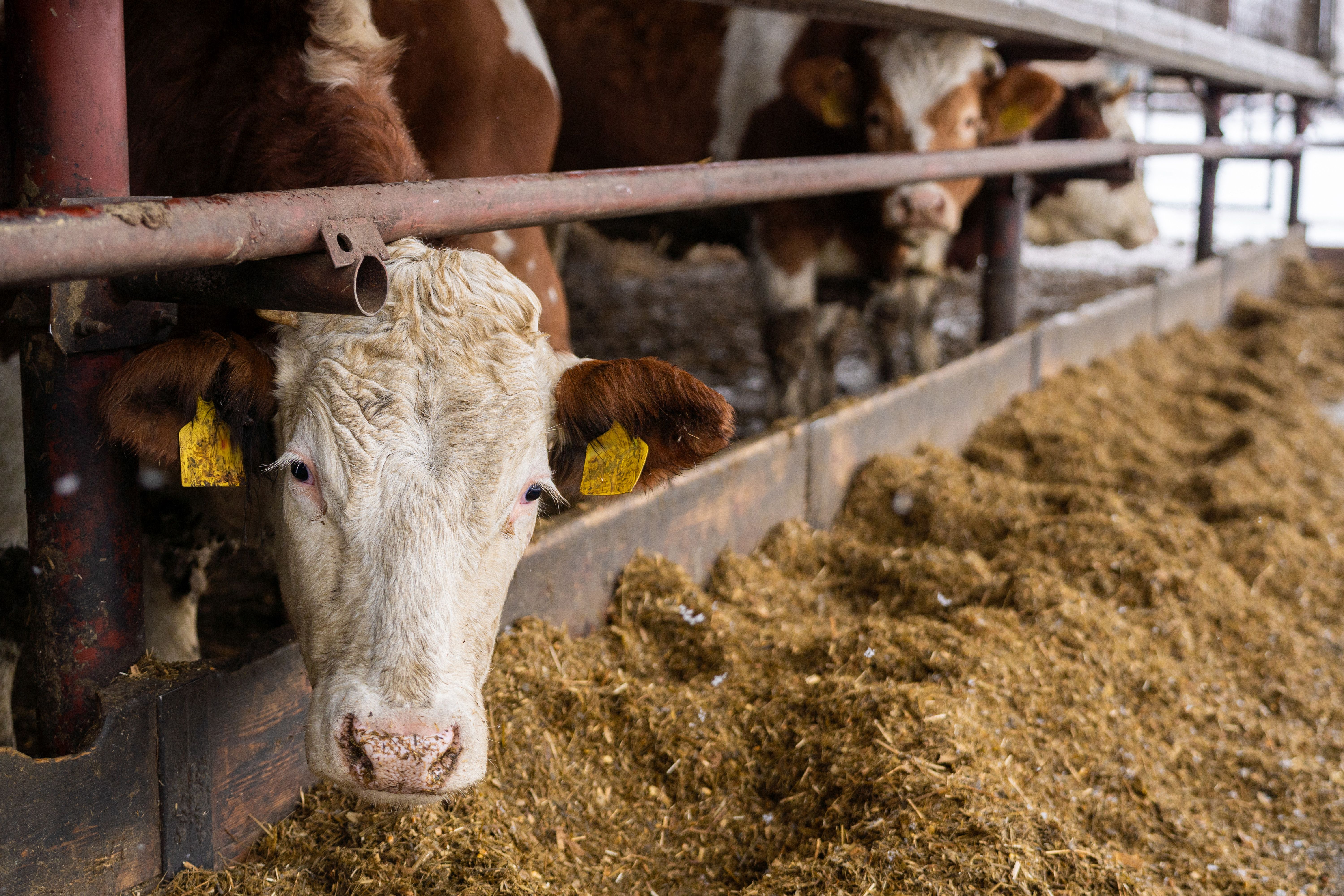 Close-up of Cows Feeding on Farm in Slovensko · Free Stock Photo
