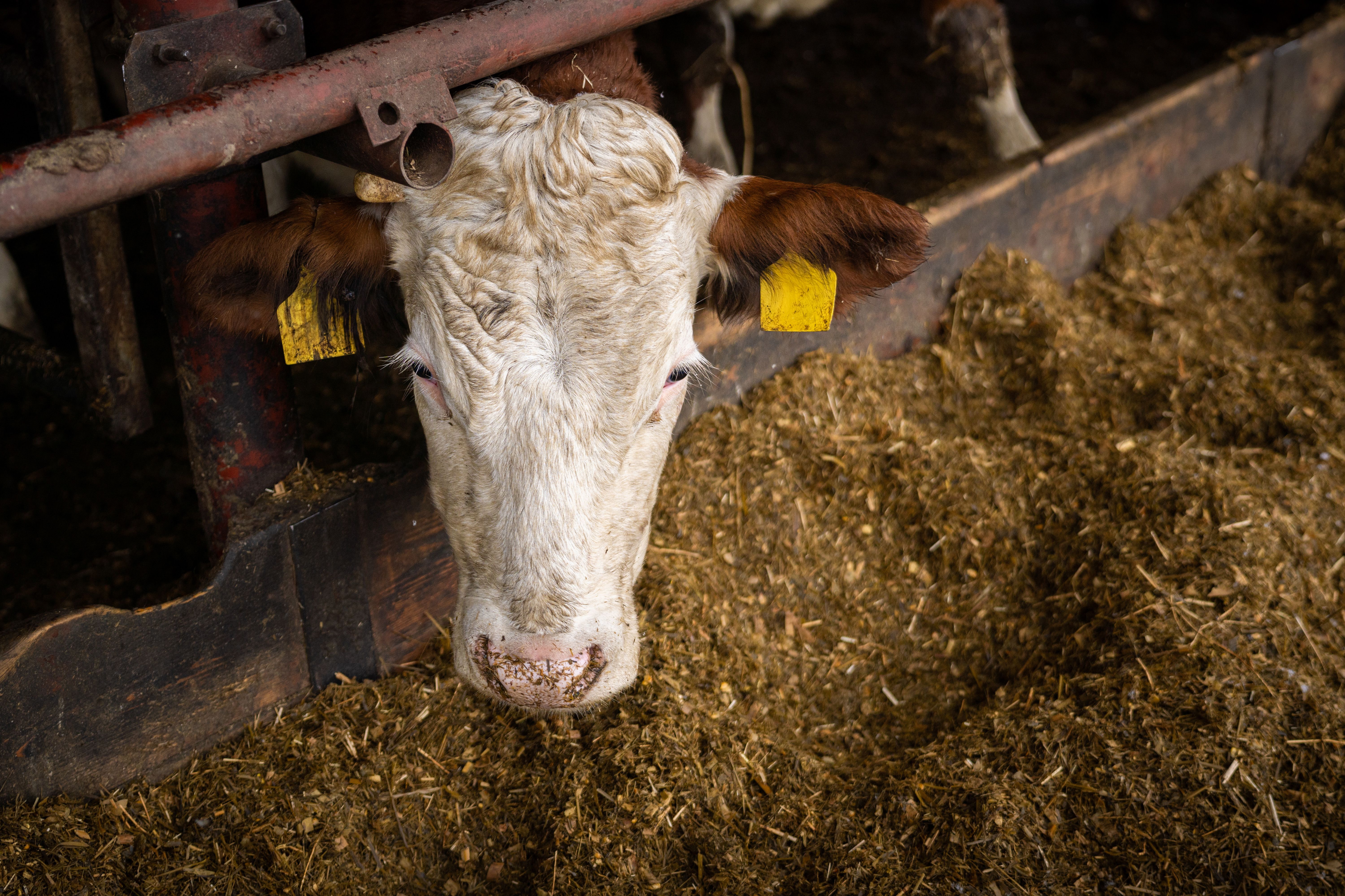 Close-up of a Cow Feeding in Slovakian Barn · Free Stock Photo