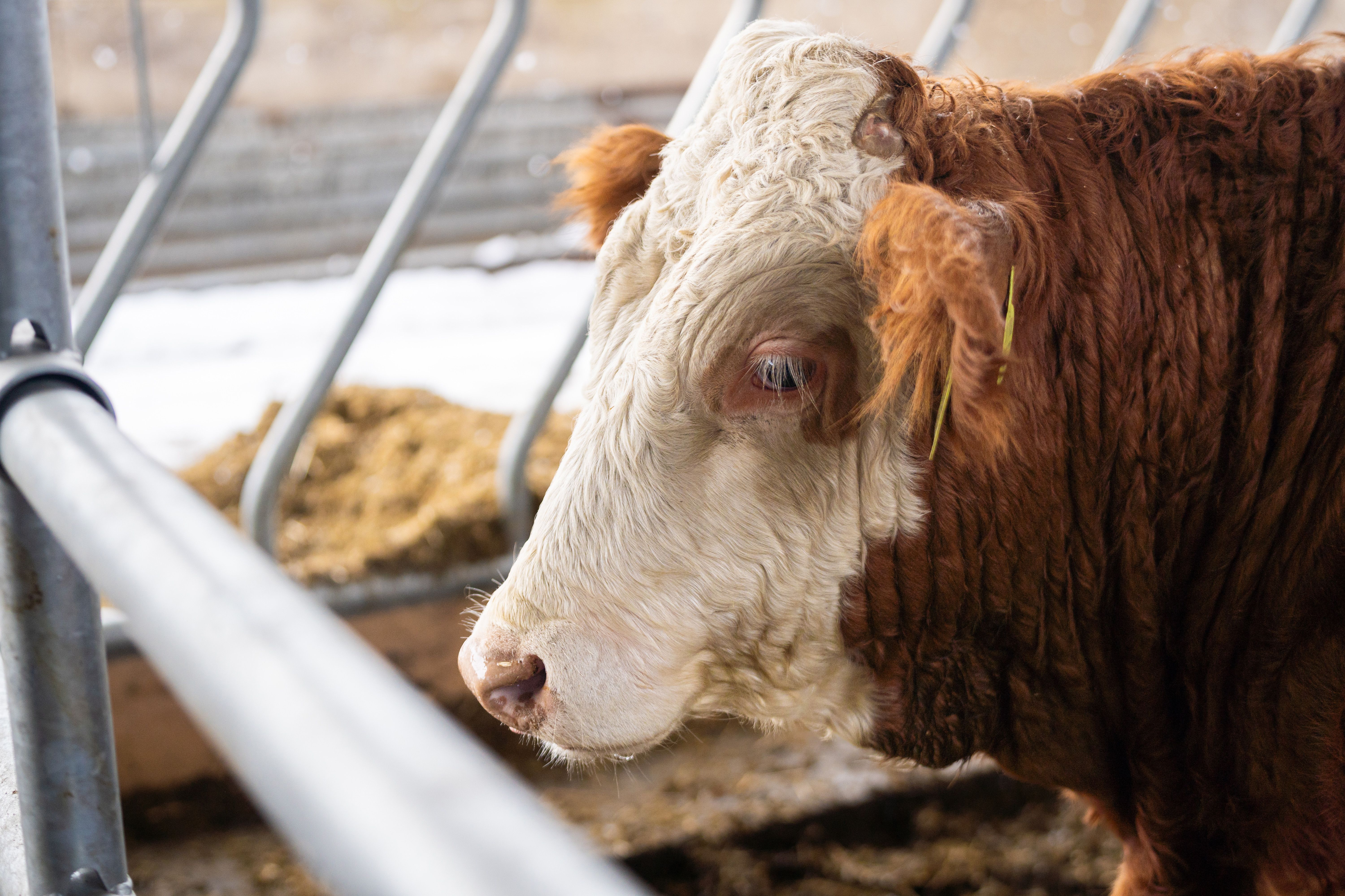 Close-up of Hereford Cattle in Slovakian Farm · Free Stock Photo