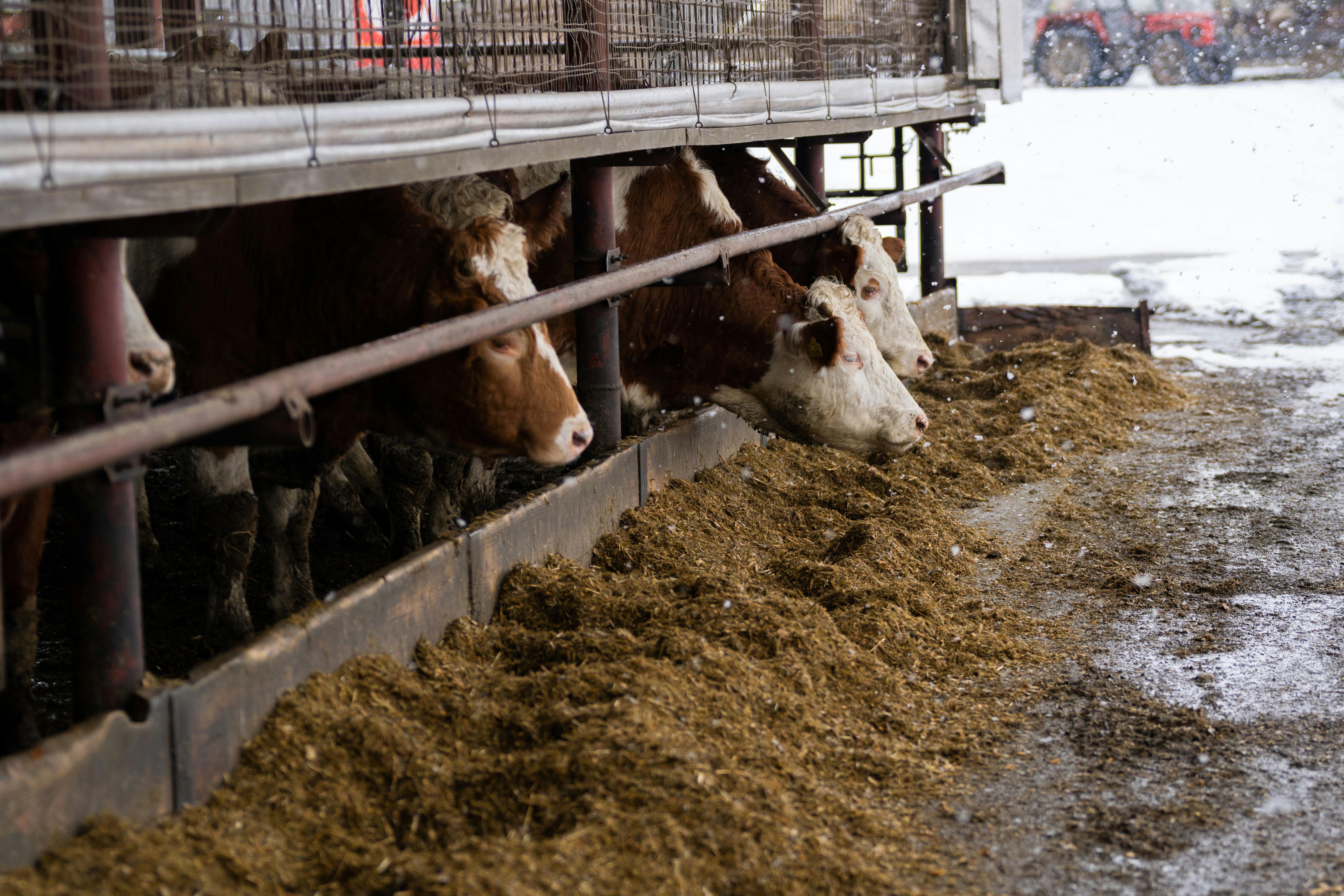 Cows Feeding in a Slovakian Winter Farm Scene · Free Stock Photo