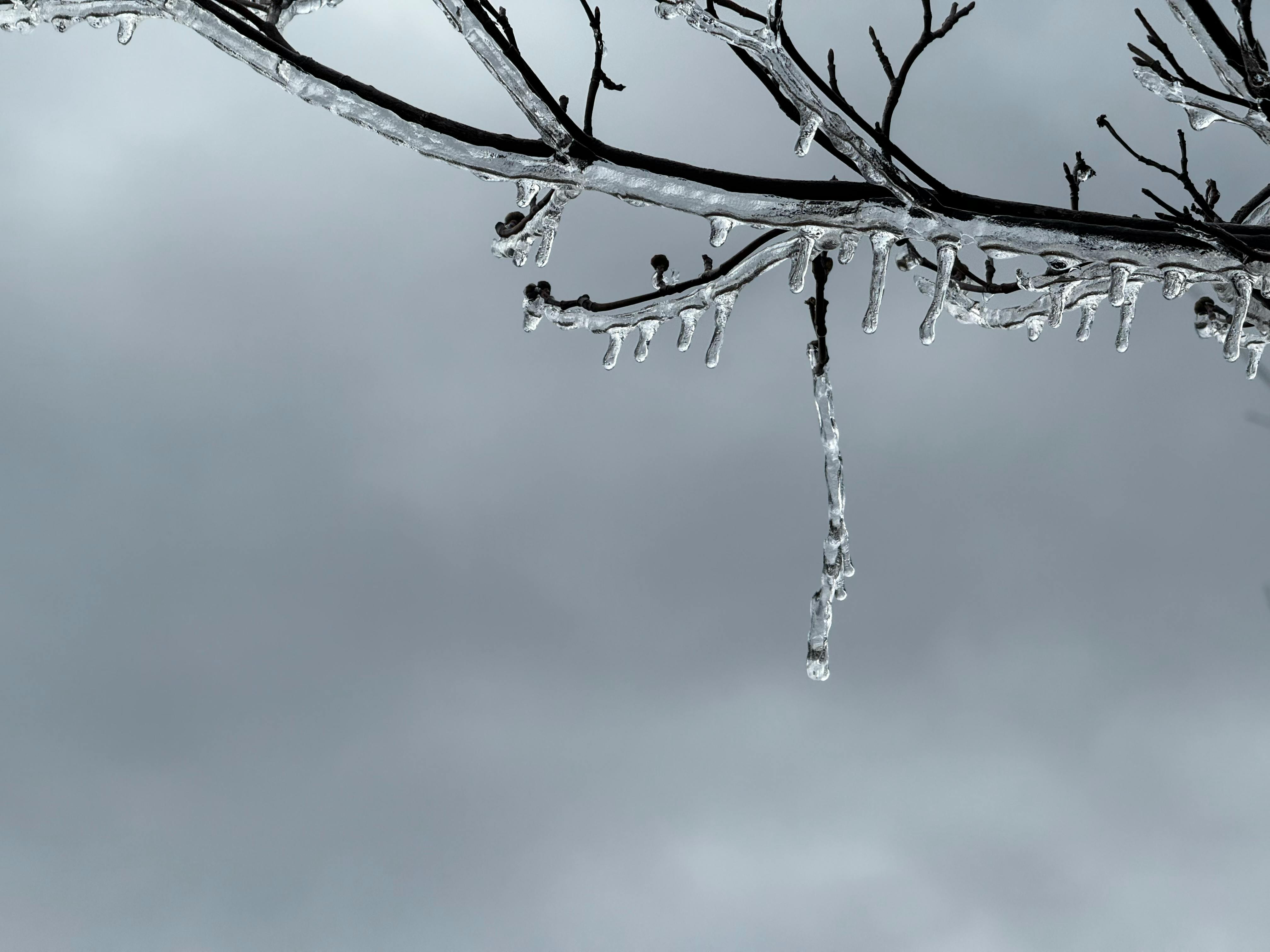 Icy Tree Branches in Ewing Township Winter · Free Stock Photo