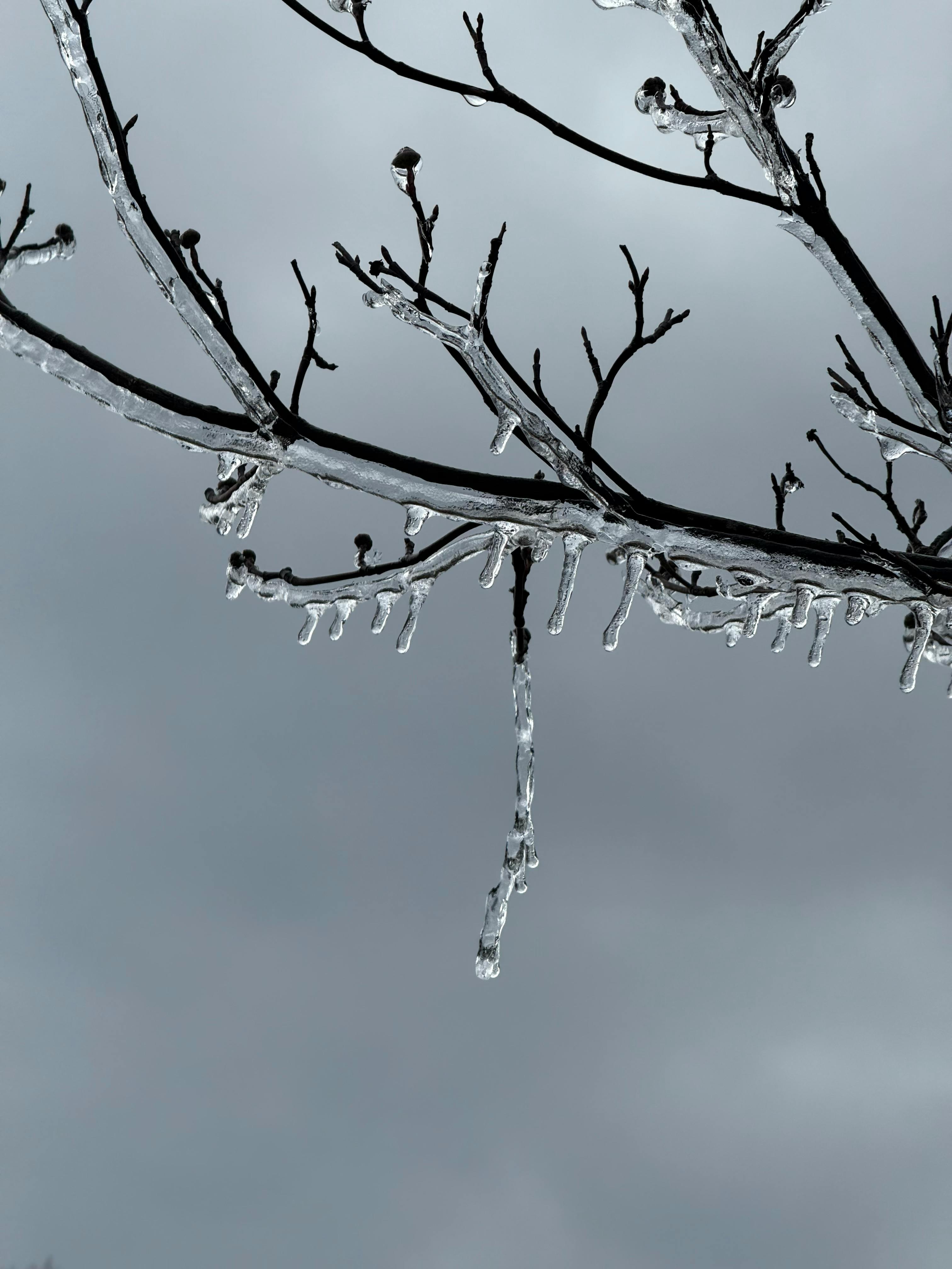 Ice-Covered Tree Branches in Winter Chill · Free Stock Photo