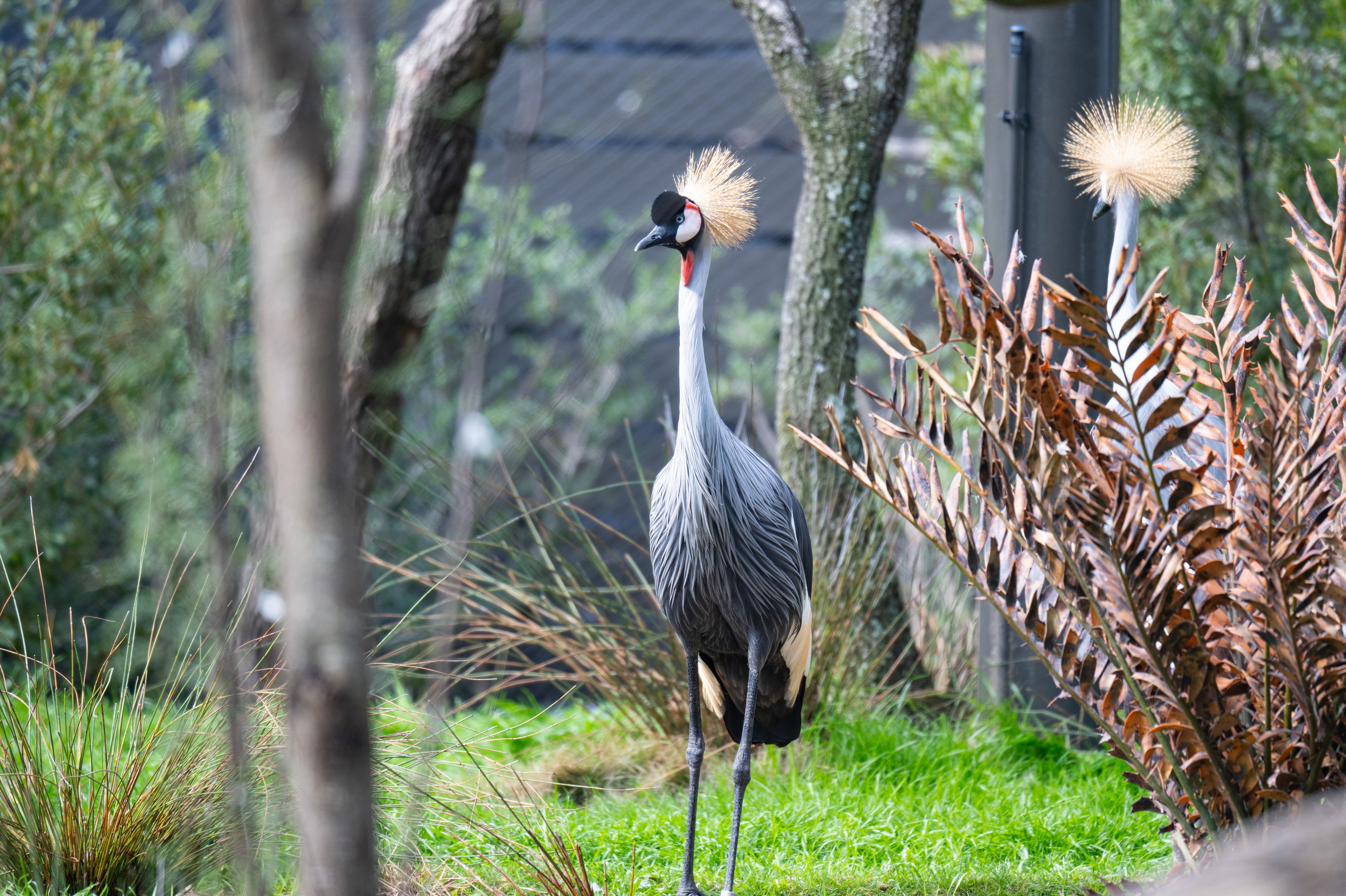 Elegant Grey Crowned Crane in Natural Habitat · Free Stock Photo