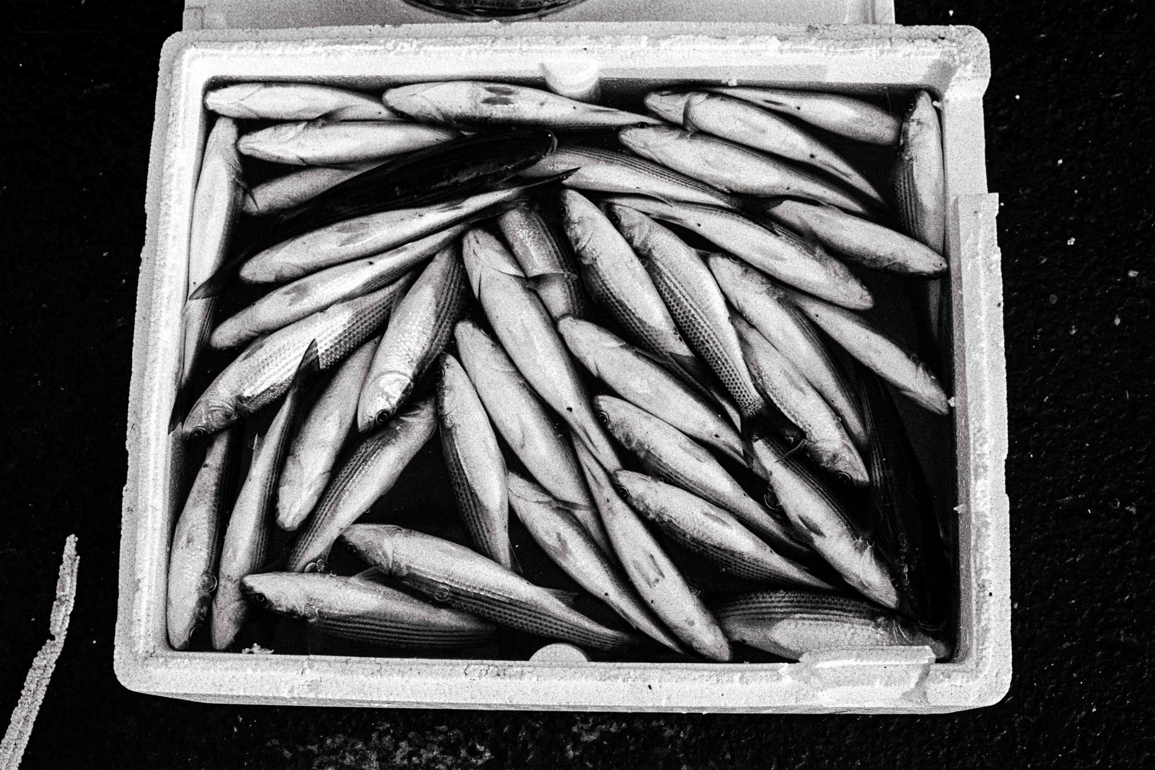 Black and White Fresh Fish in Foam Box · Free Stock Photo