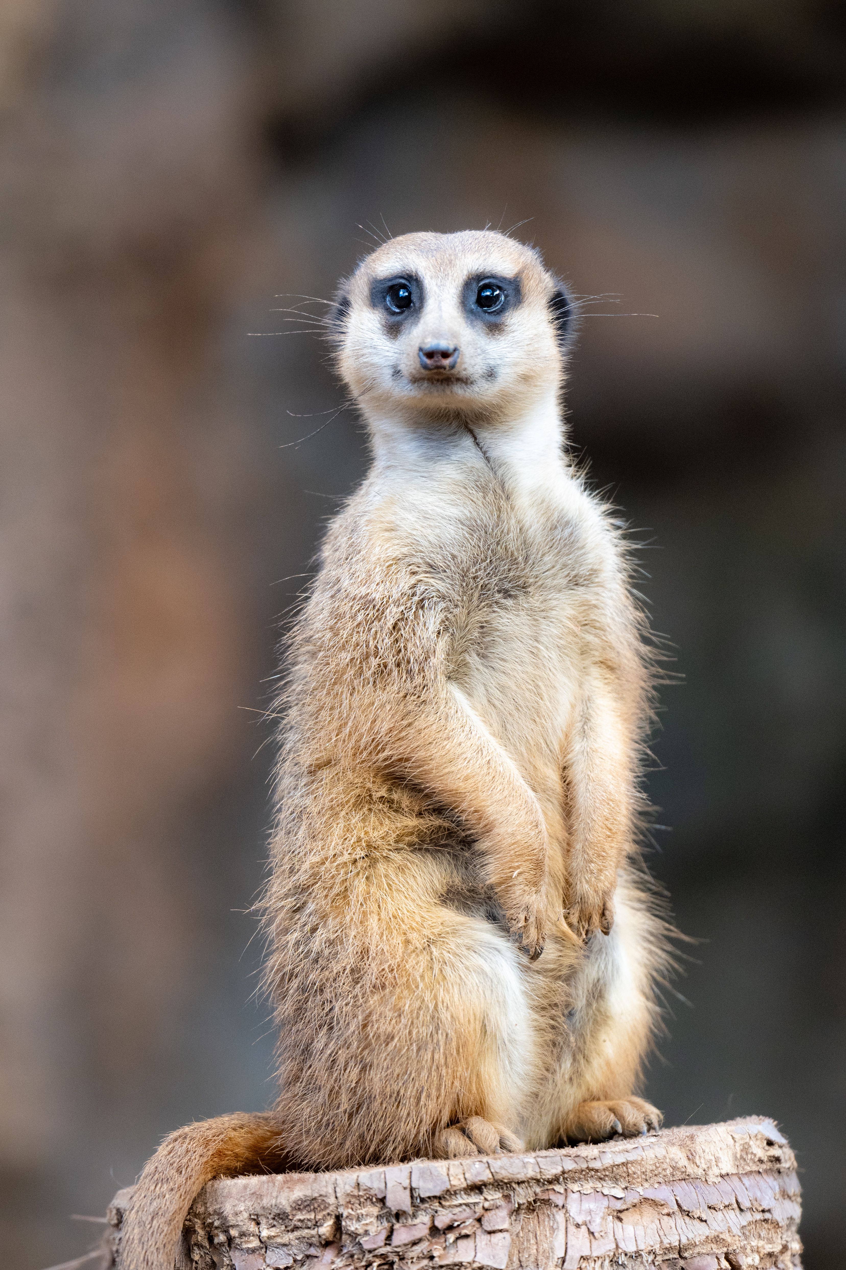 Meerkat Expression Photos, Download The BEST Free Meerkat Expression ...