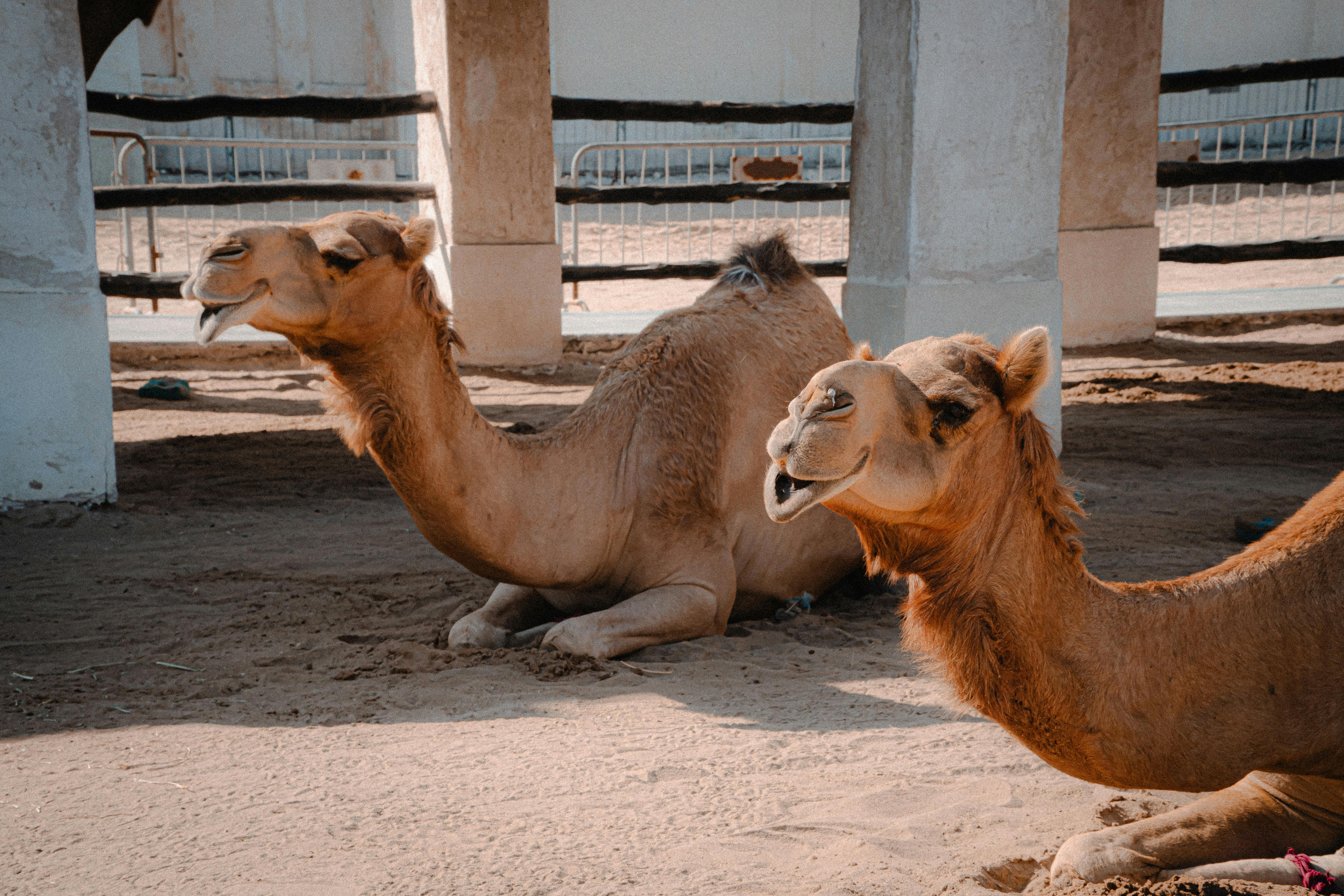 Humping Photos, Download The BEST Free Humping Stock Photos & HD Images