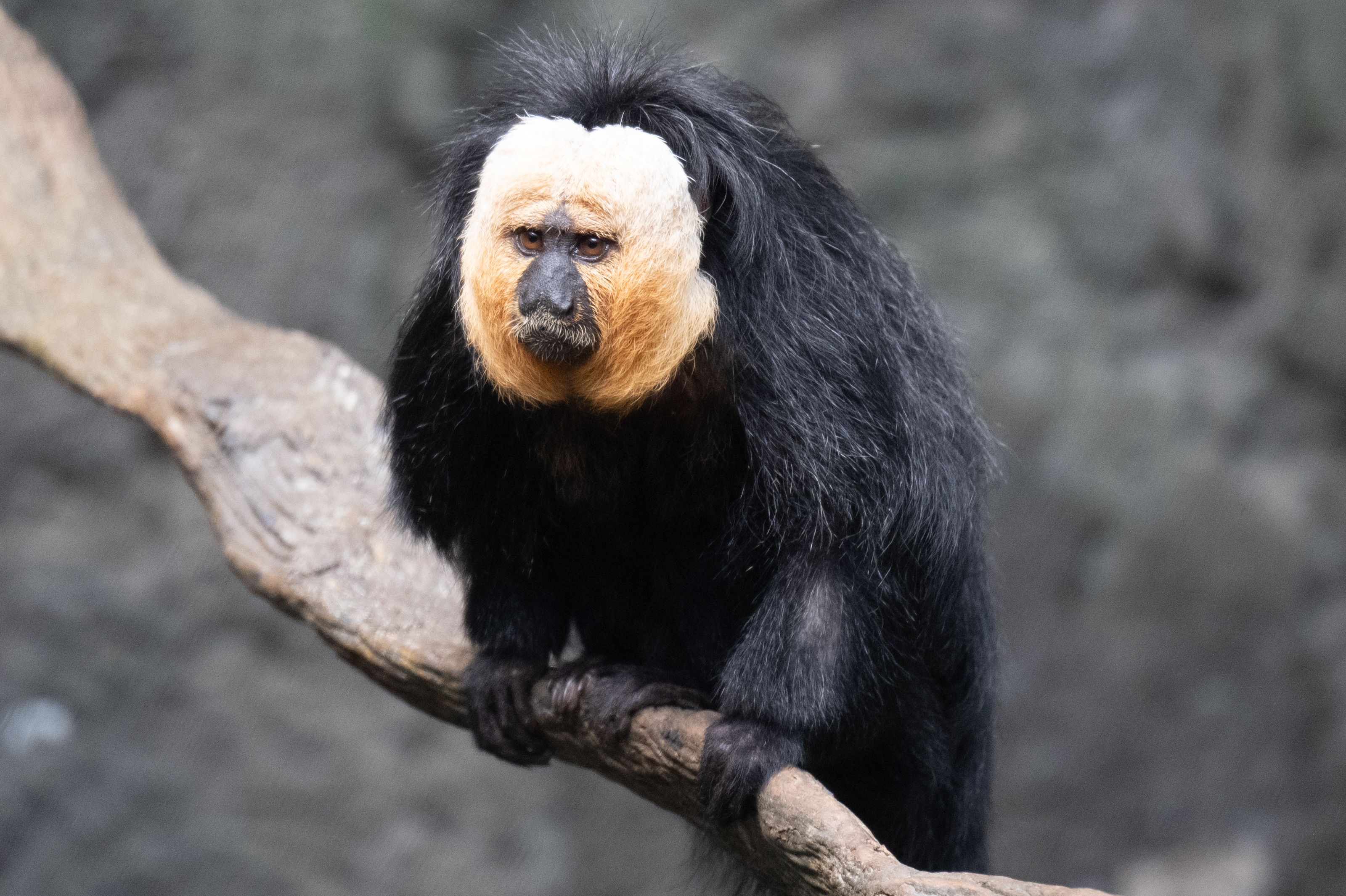 White-Faced Saki Monkey on Tree Branch · Free Stock Photo