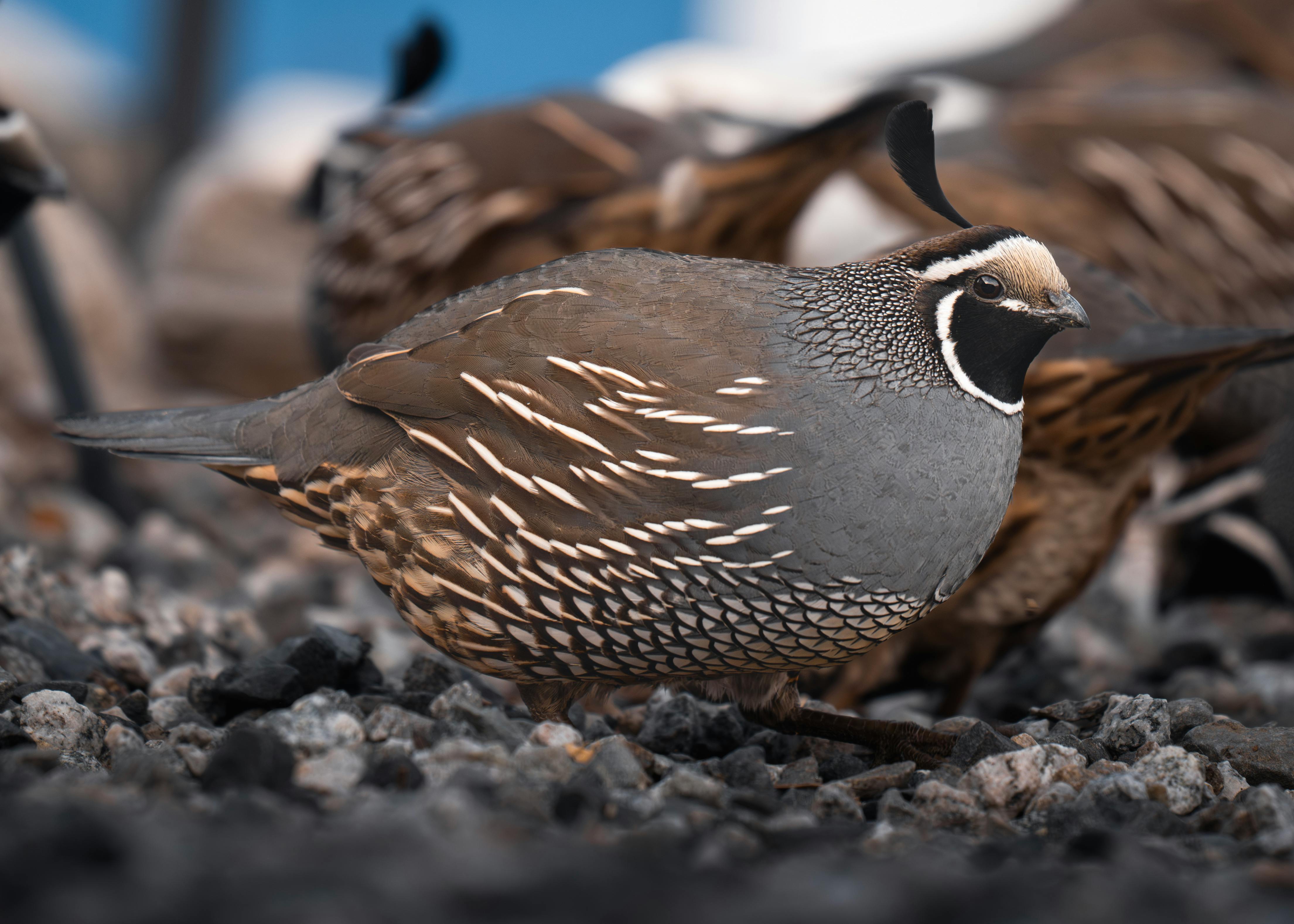 California Quail in Natural Habitat · Free Stock Photo