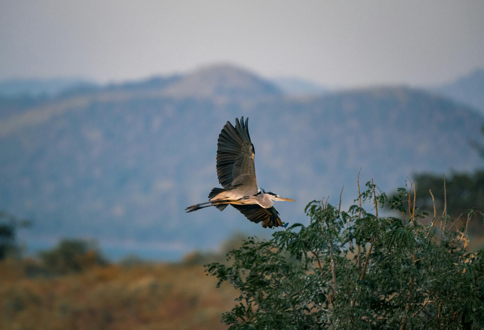 Free Picture Of Elmo Photos, Download The BEST Free Free Picture Of ...