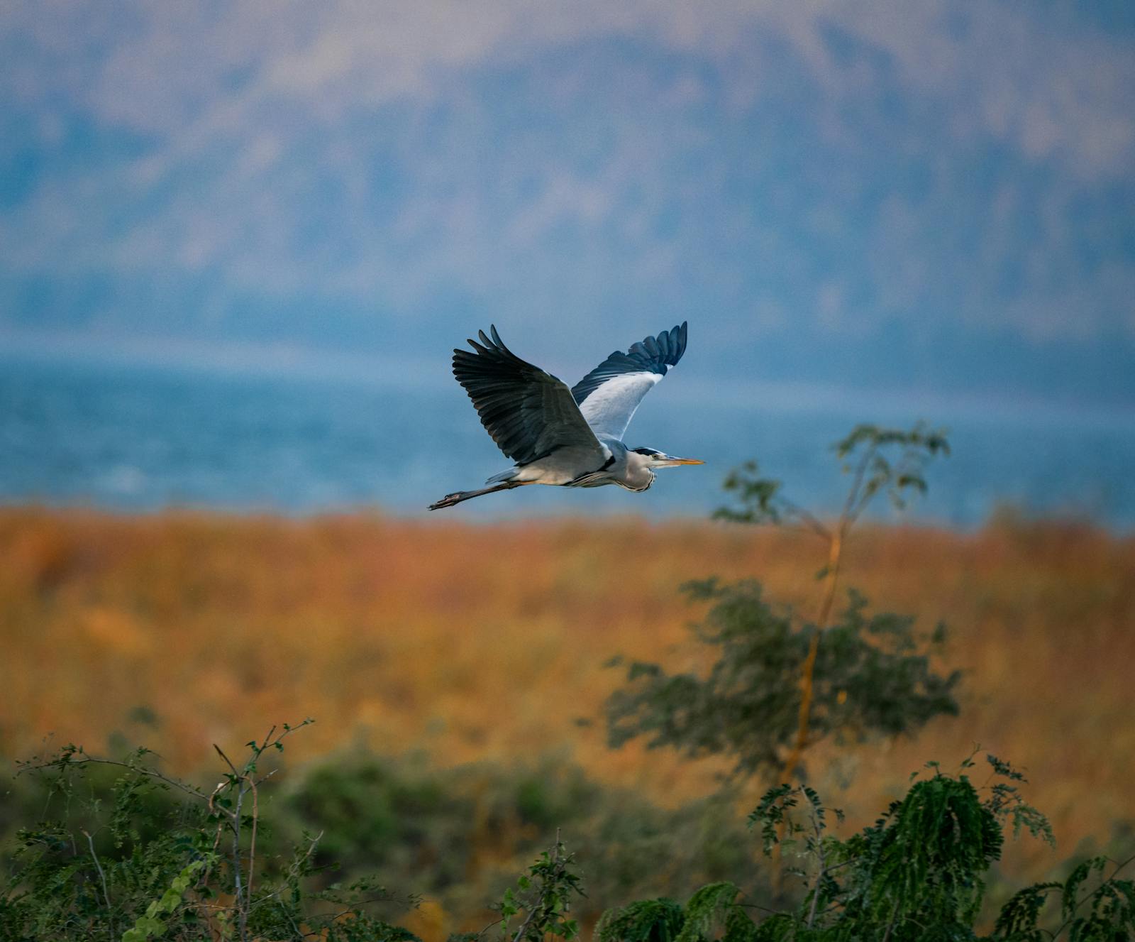 Royalty Free Wallpaper Photos, Download The BEST Free Royalty Free ...