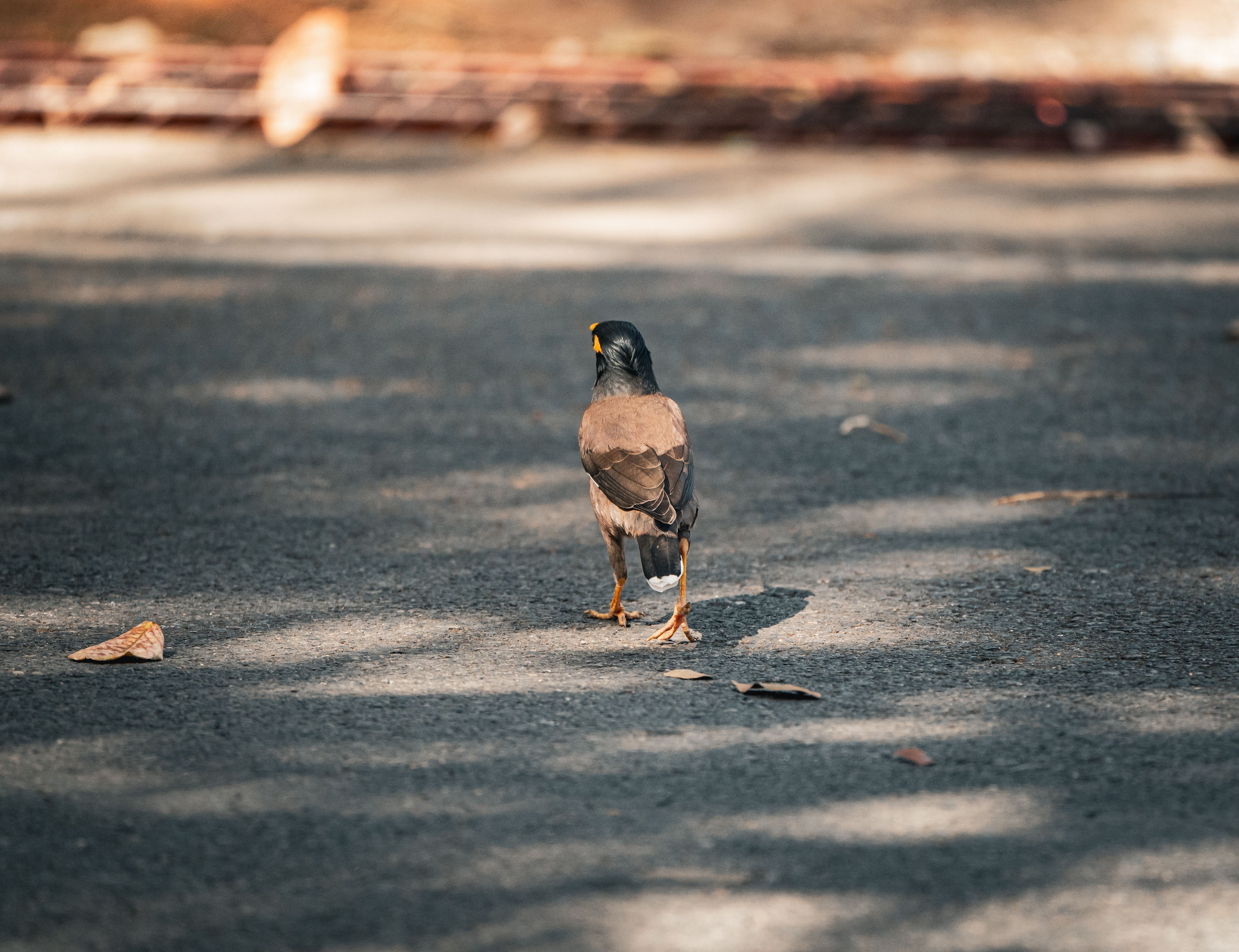 Close-up of a Common Myna Bird on a Street · Free Stock Photo
