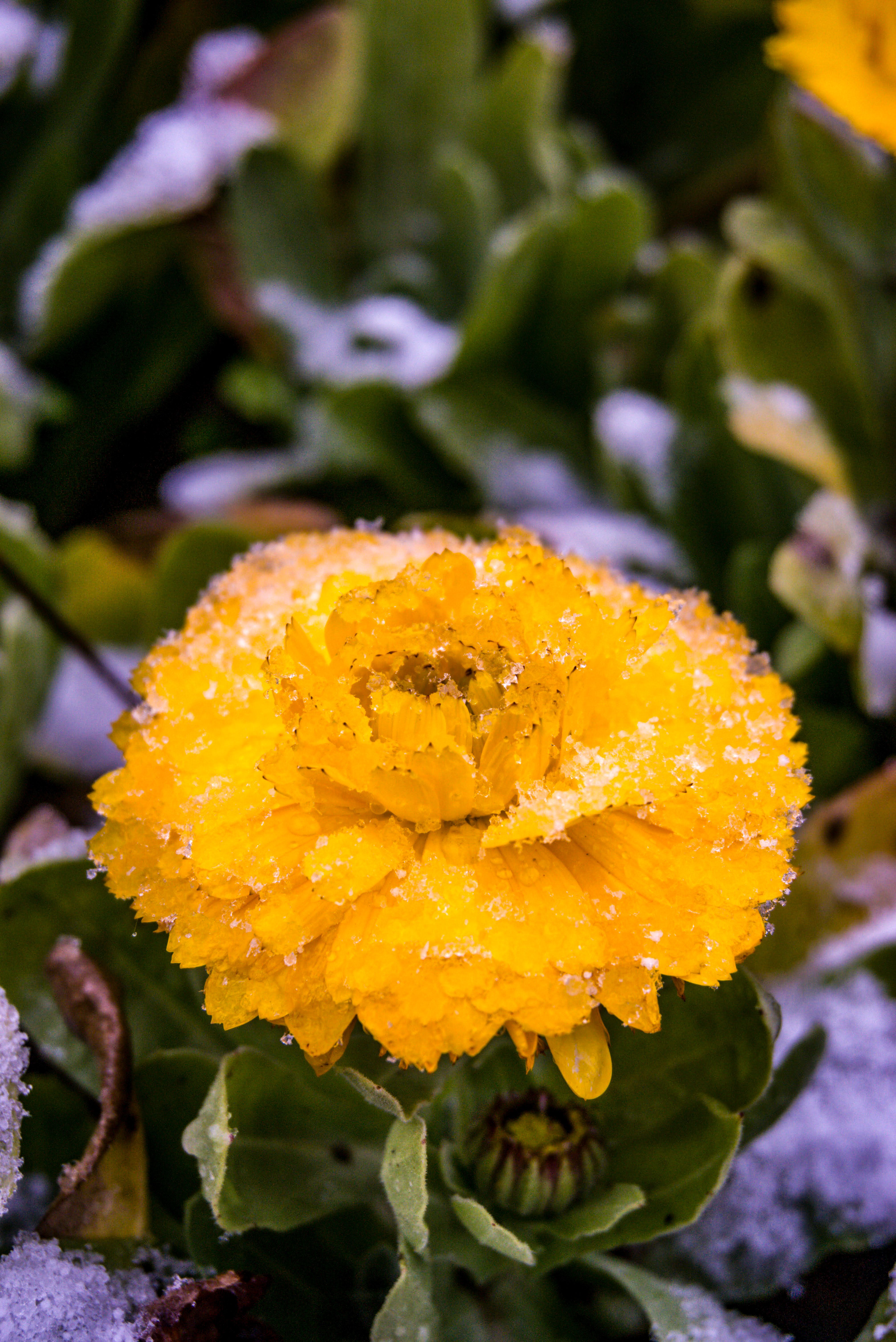 Yellow Flower Covered in Snowflakes · Free Stock Photo