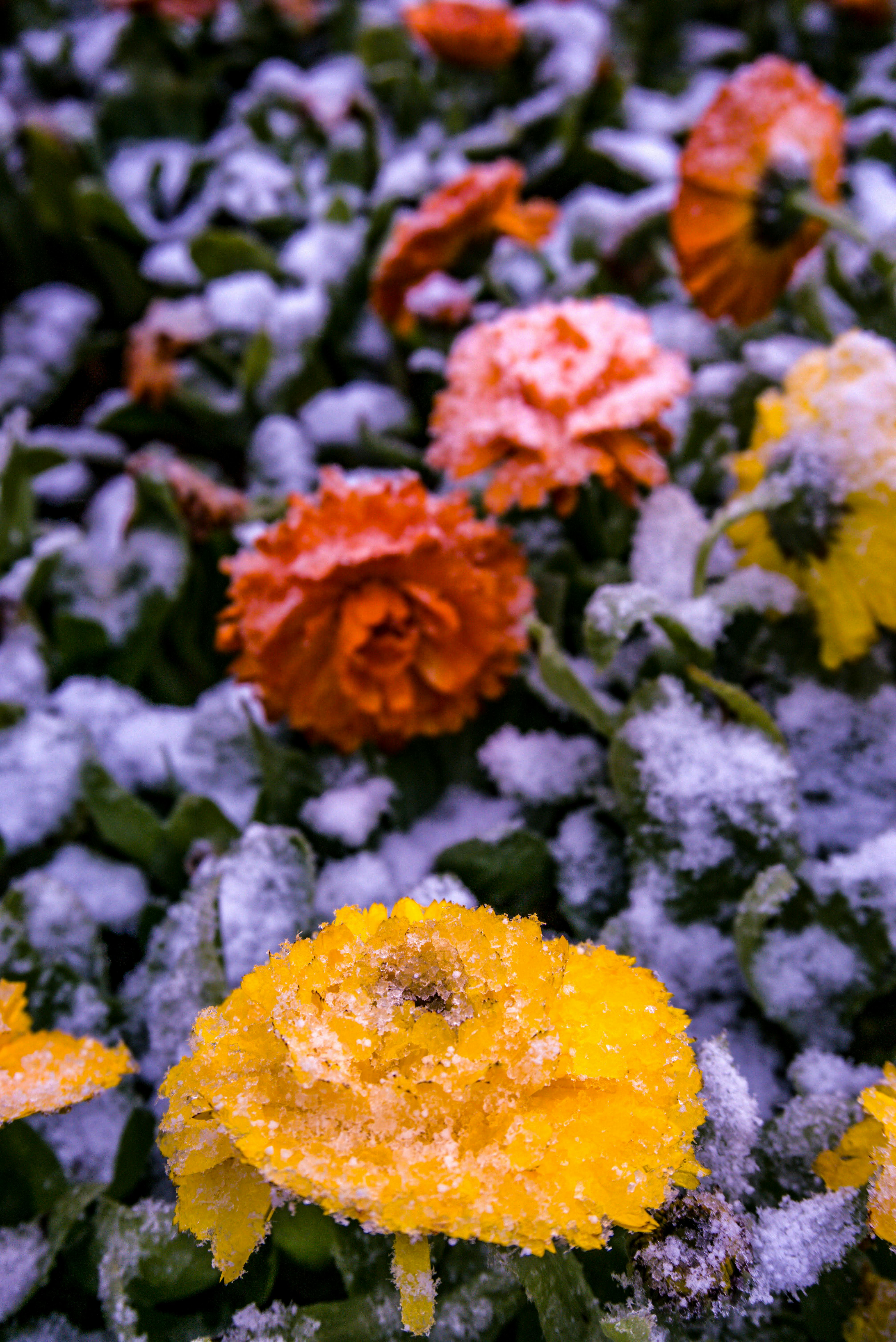 Vivid Winter Flowers Covered in Snow · Free Stock Photo