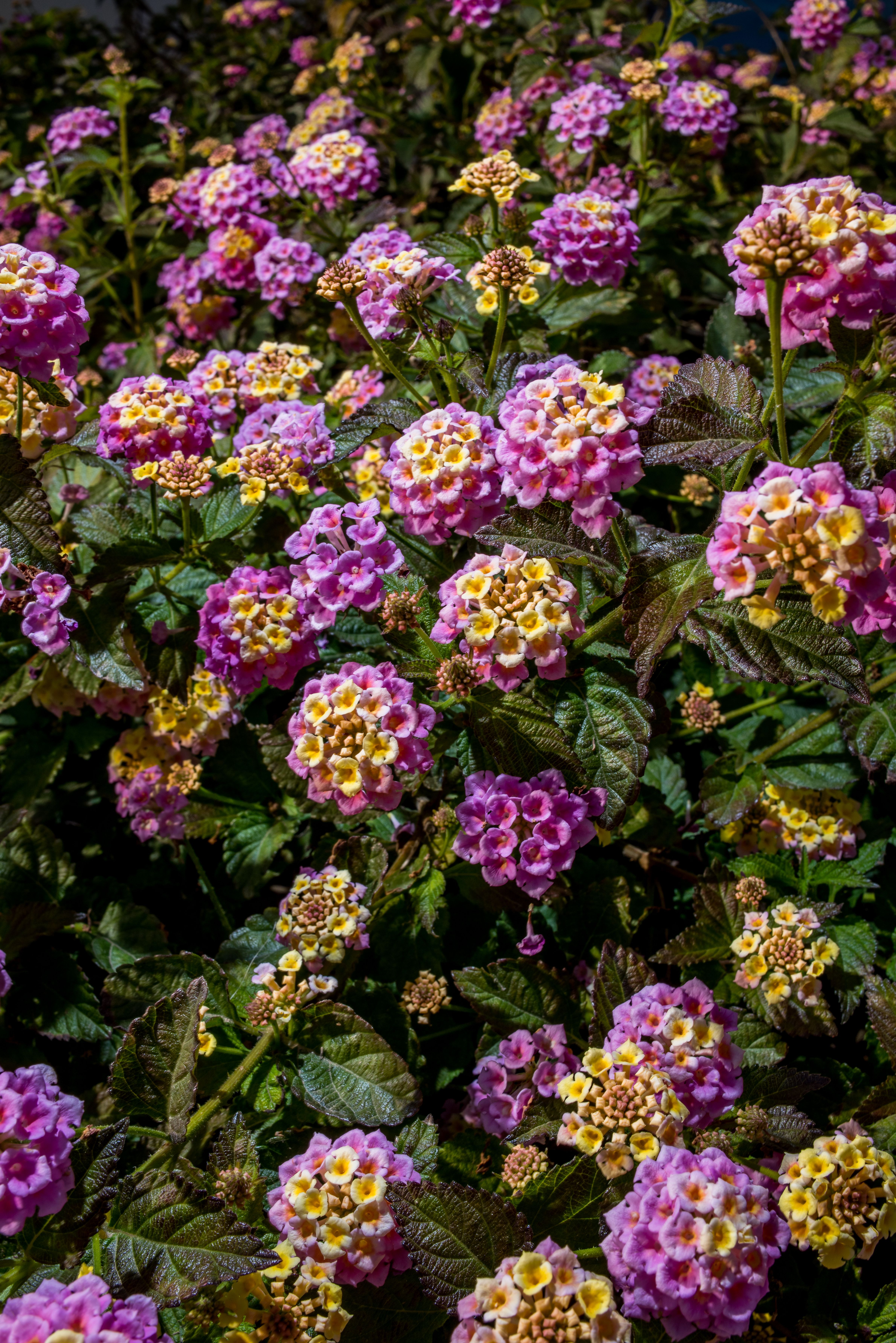 Vibrant Lantana Flowers Blossoming Outdoors · Free Stock Photo