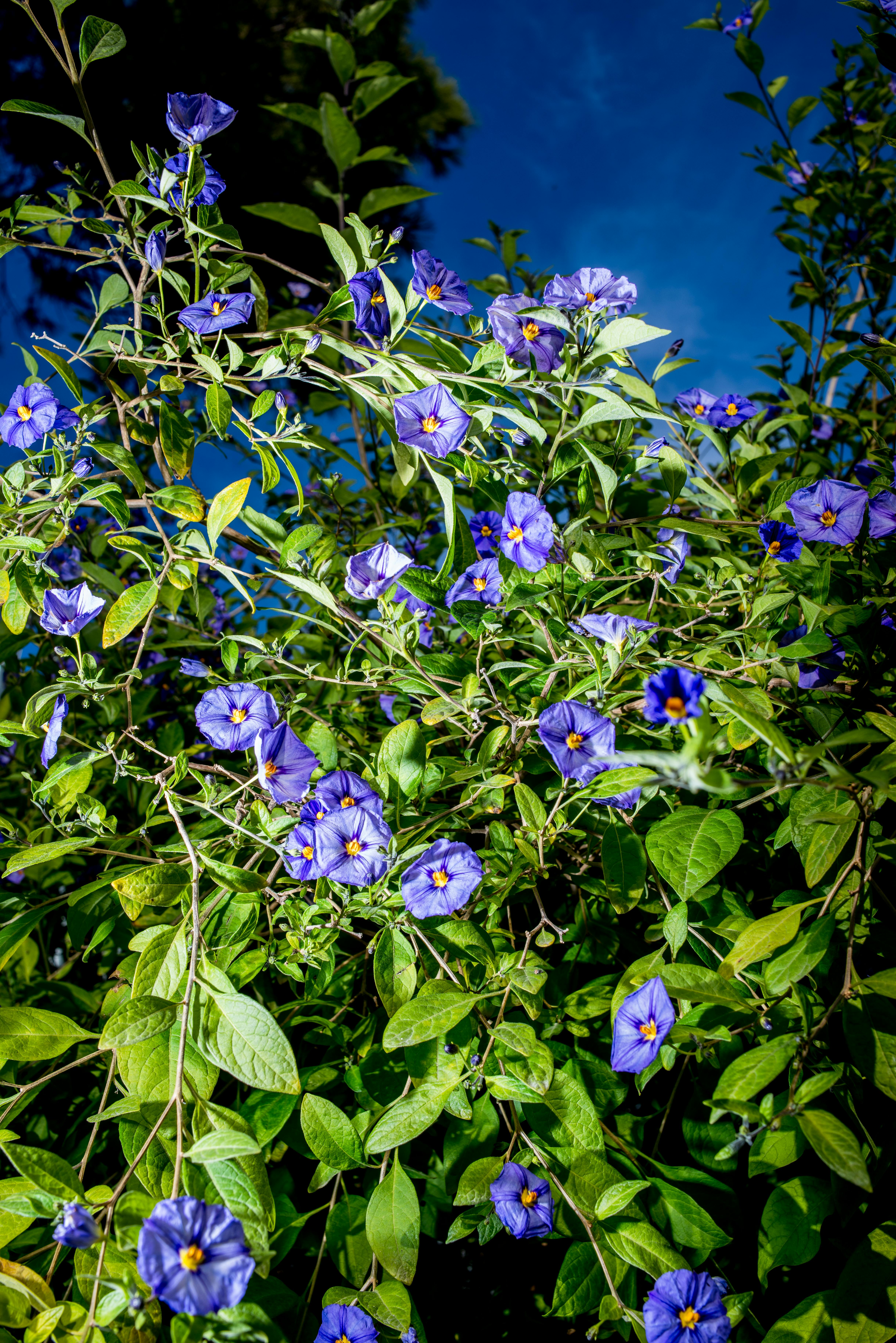 Vibrant Blue Solanum Flowers in Sunlight · Free Stock Photo