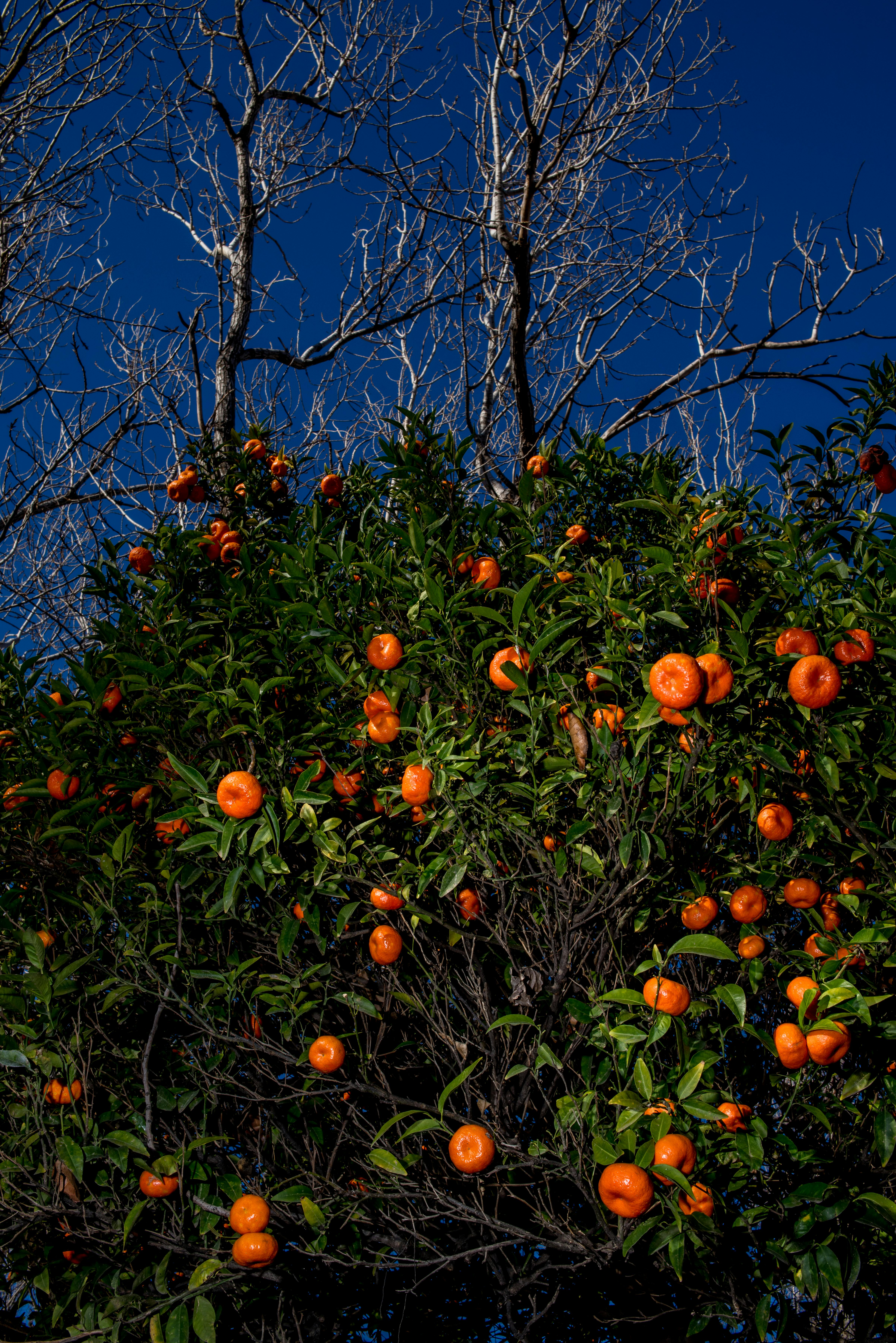 Vibrant Orange Citrus Tree Against Deep Blue Sky · Free Stock Photo