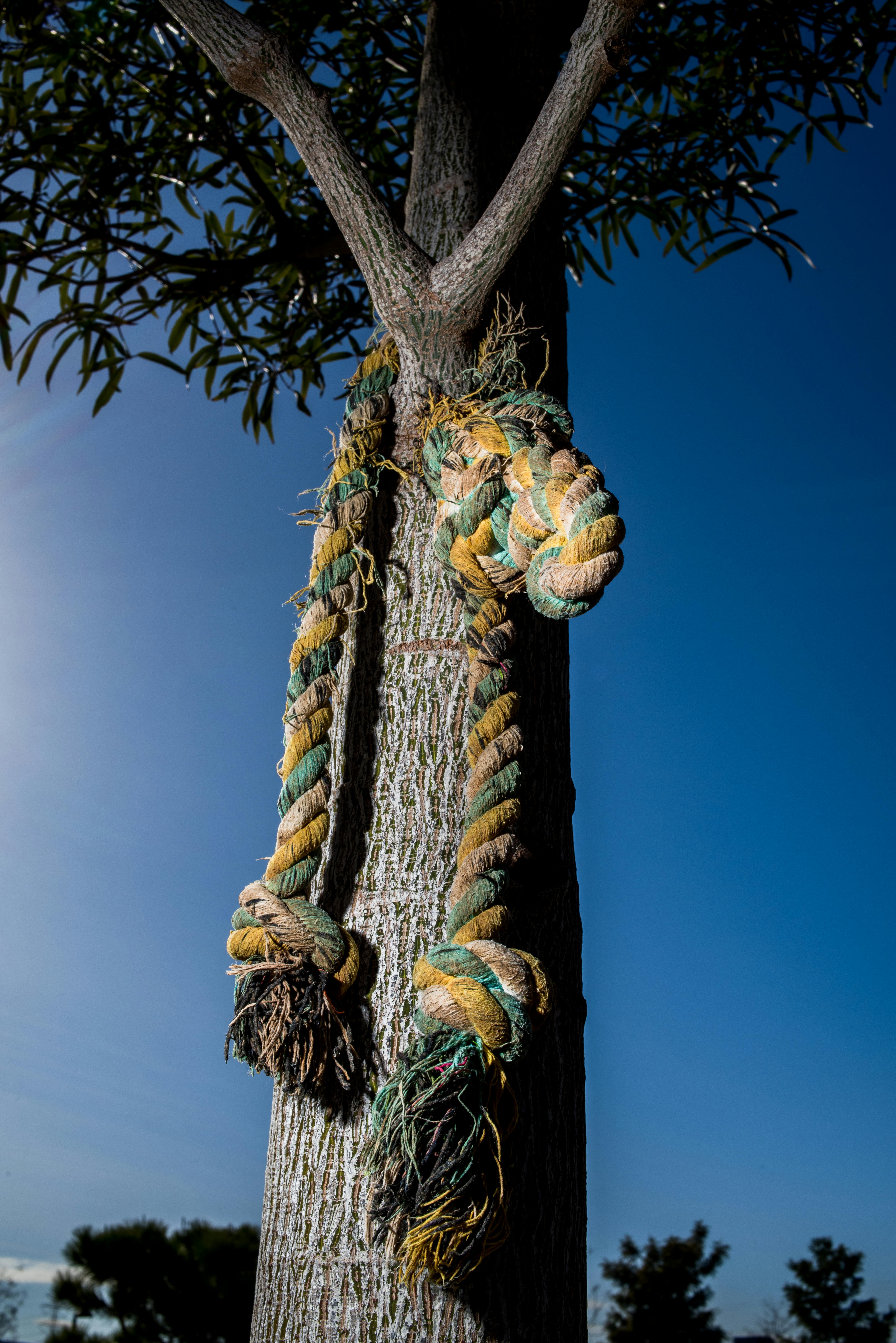 Colorful Rope Wrapped Around Tree Trunk Outdoors · Free Stock Photo