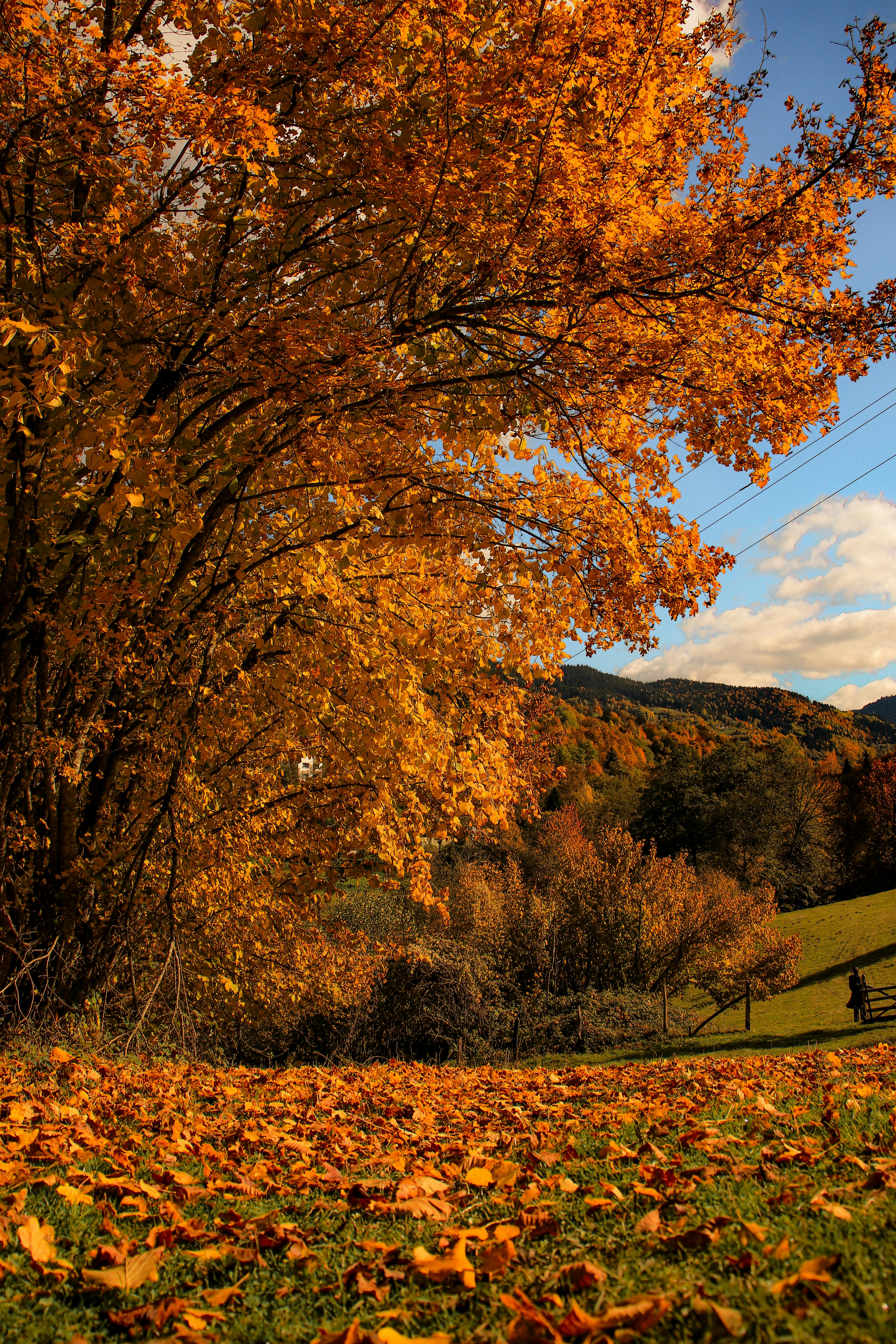 Golden Autumn Landscape in Čajniče, Bosnia · Free Stock Photo