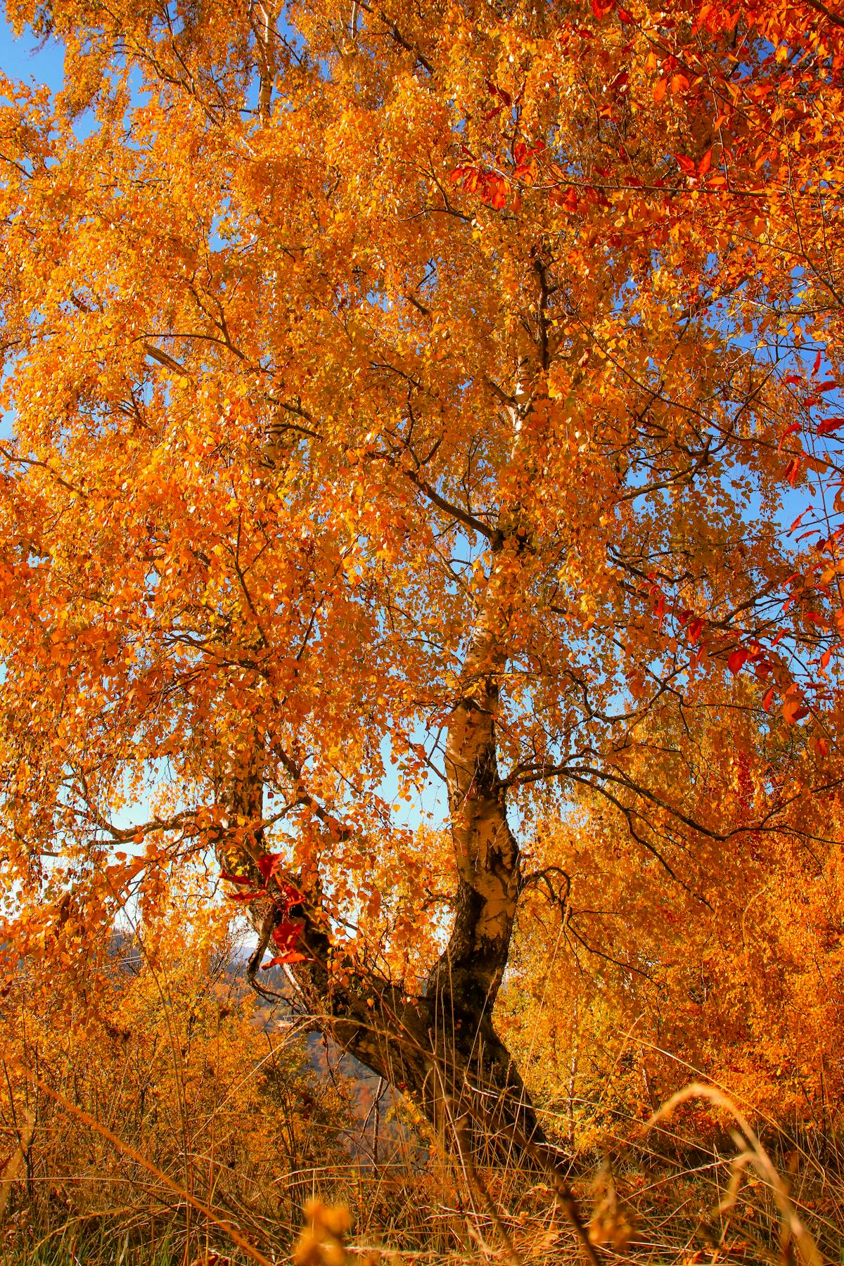 Beautiful Autumn Landscape Photos, Download The BEST Free Beautiful ...