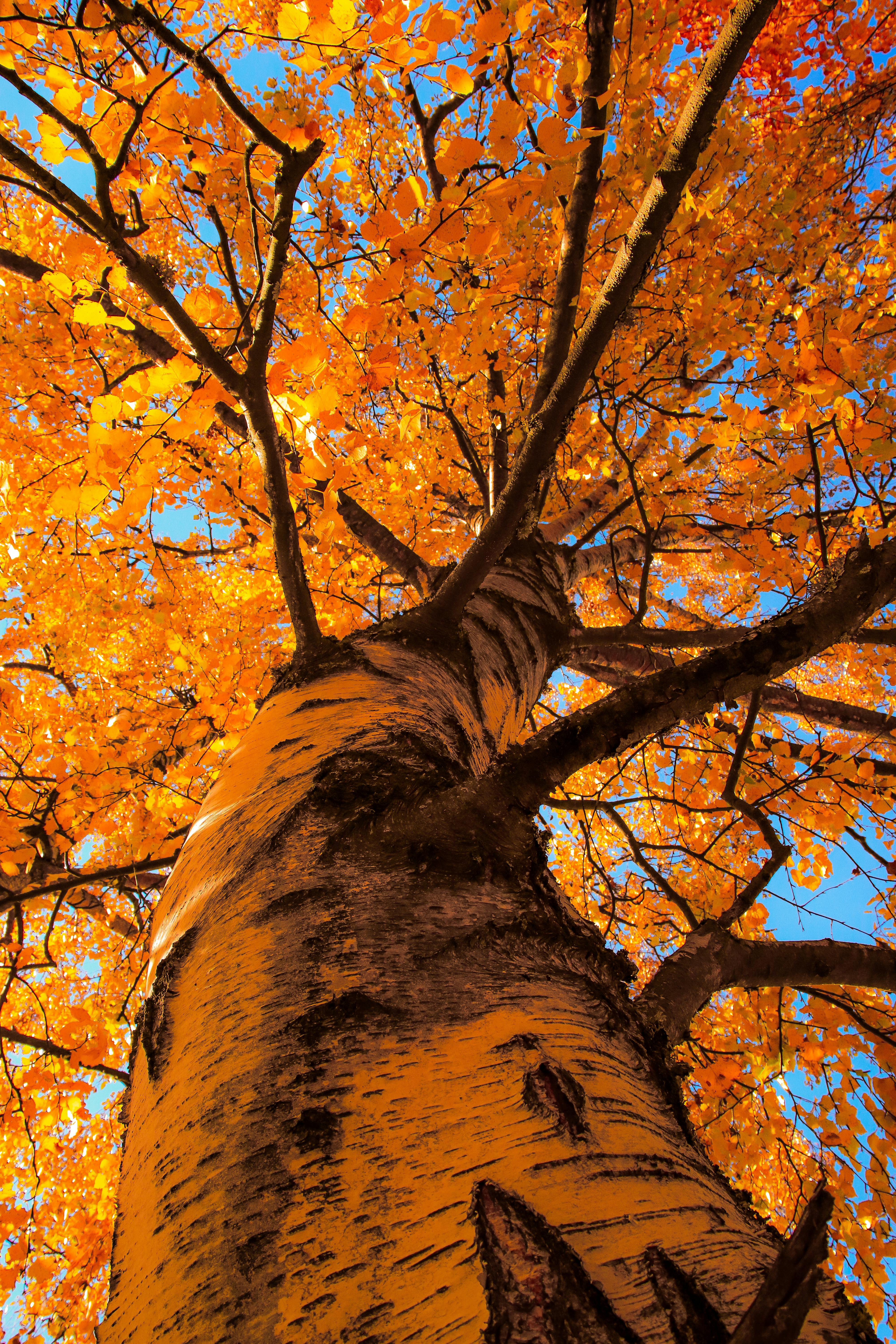 Majestic Autumn Tree in Čajniče, Bosnia · Free Stock Photo