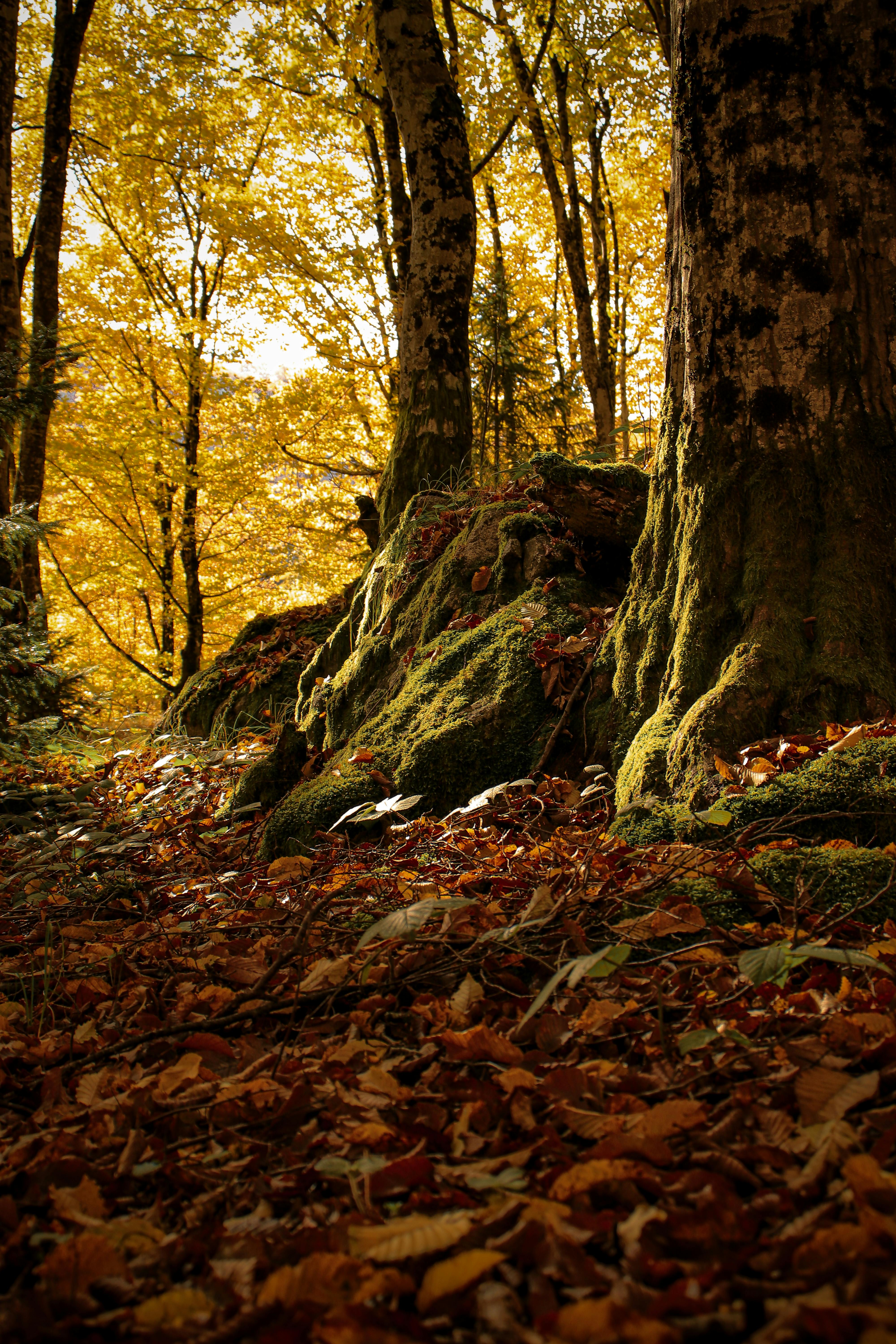 Golden Autumn Forest in Čajniče, Bosnia · Free Stock Photo