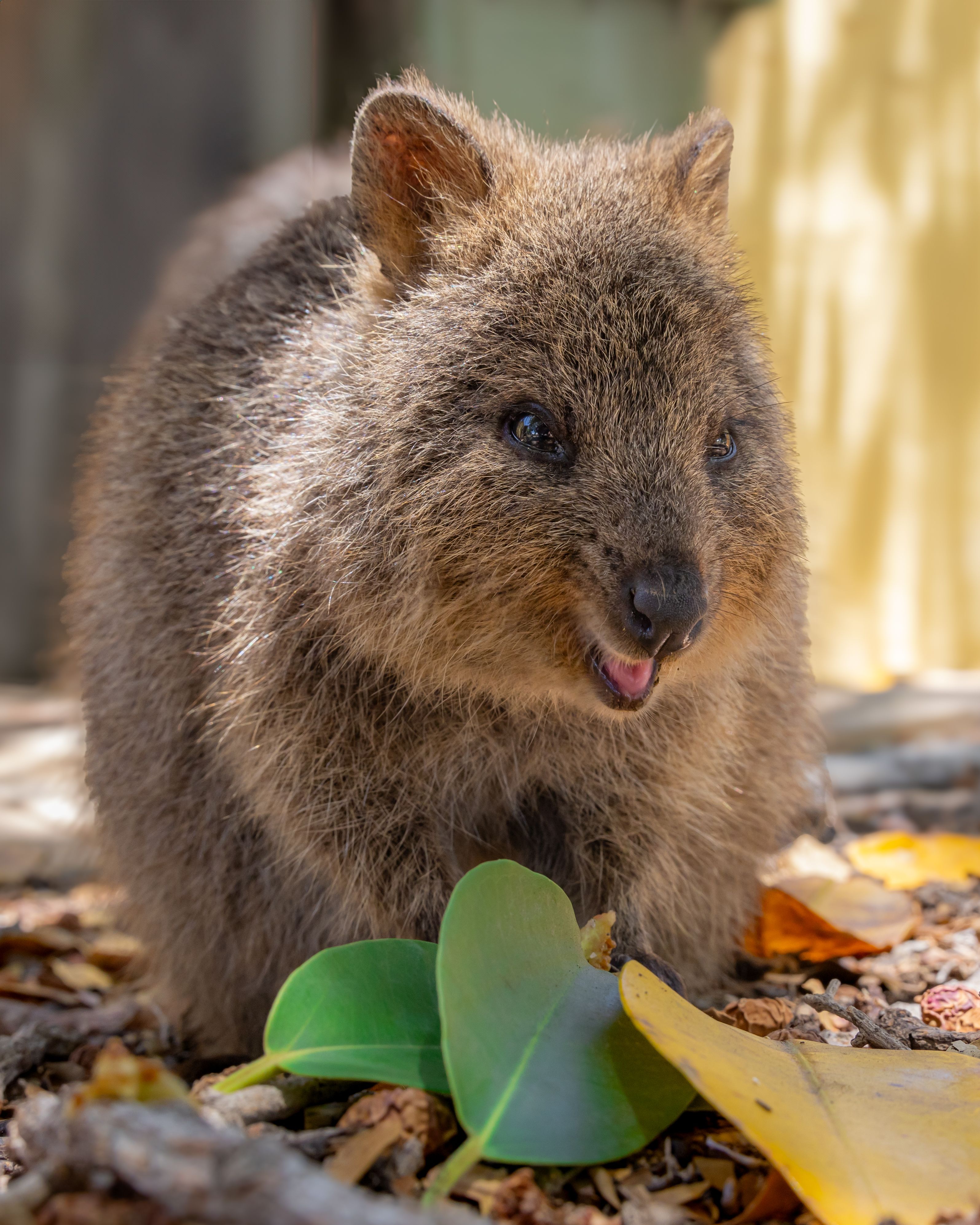 Adorable Quokka En La Isla Rottnest, Australia · Foto de stock gratuita