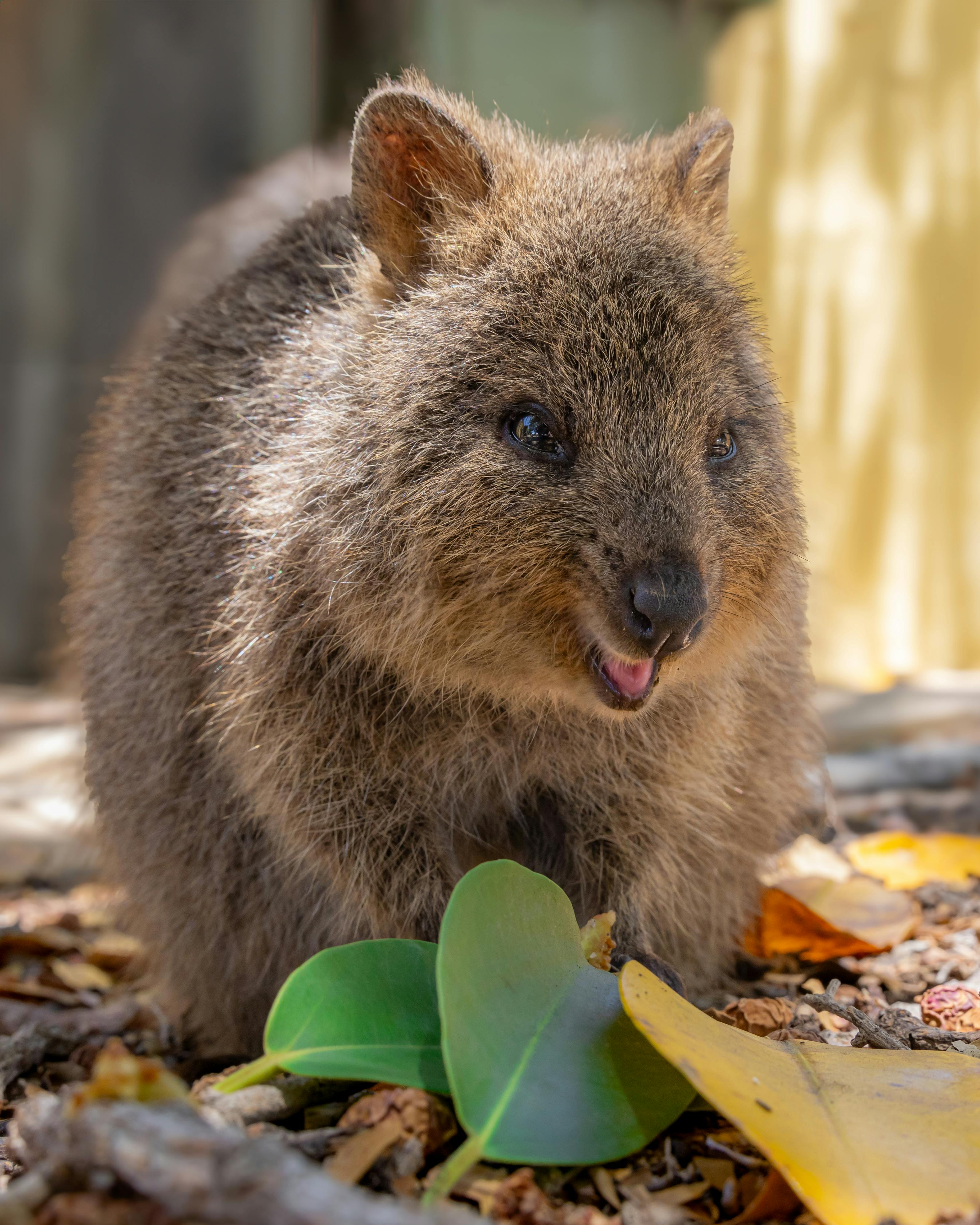 Quokka Animal Photos, Download The BEST Free Quokka Animal Stock Photos ...