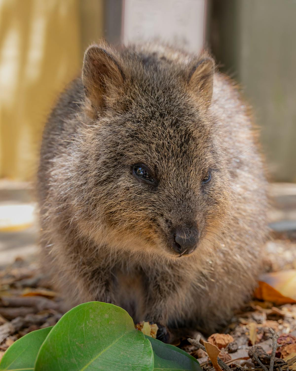 Quokka Photos, Download The BEST Free Quokka Stock Photos & HD Images