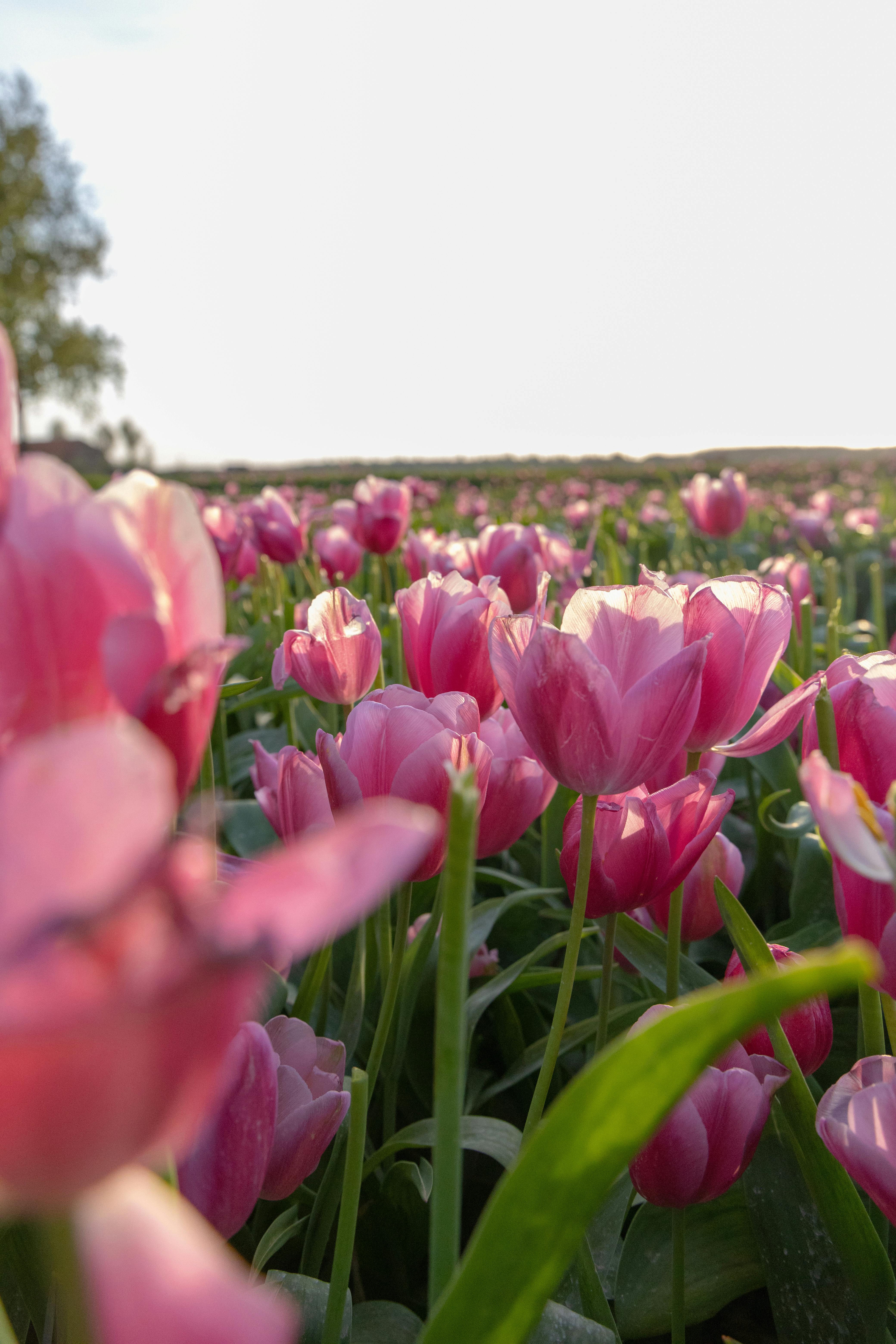 Vibrant Pink Tulip Field at Sunrise · Free Stock Photo