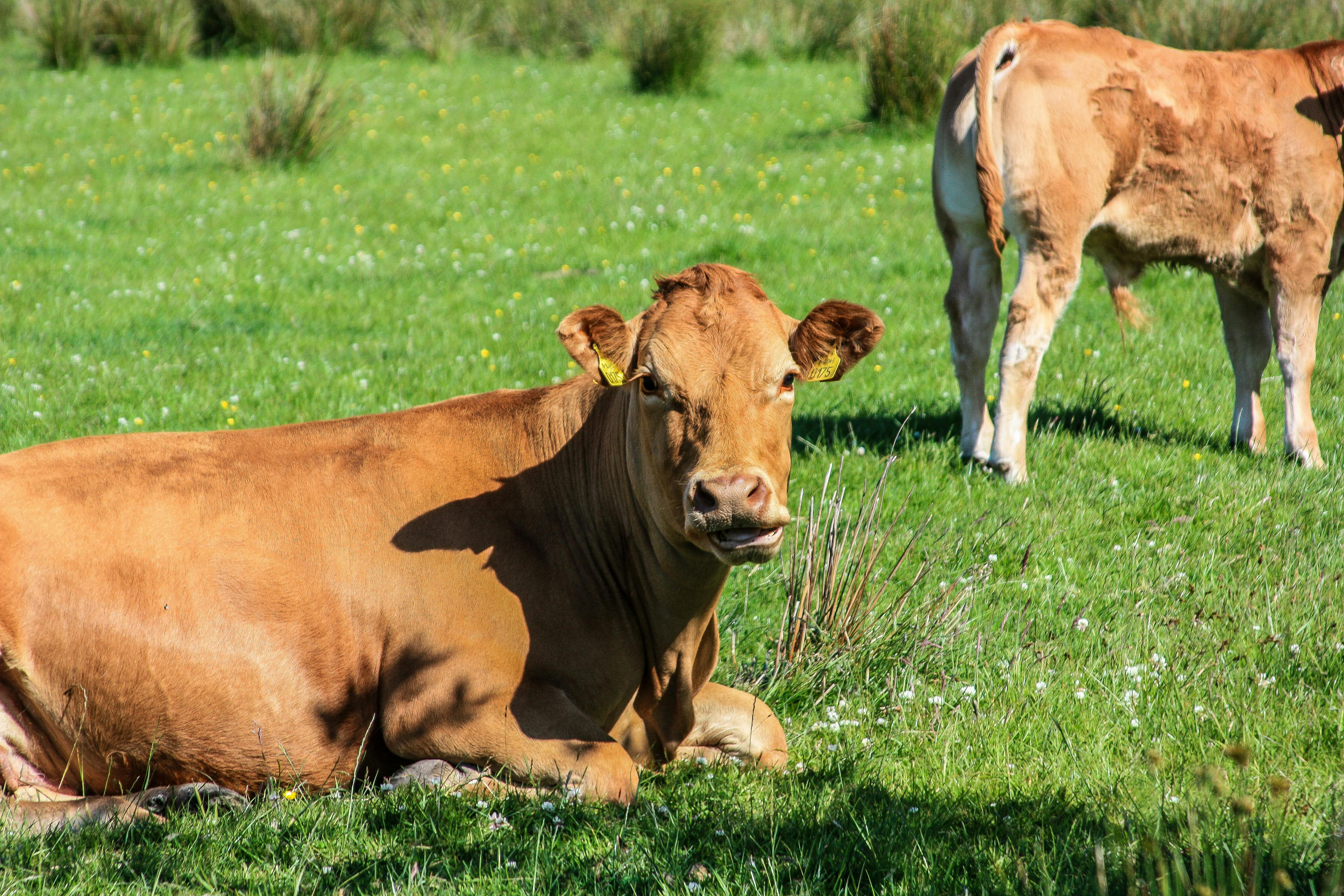 Foto de stock gratuita sobre agrícola, agricultura, al aire libre, animal bovino, fotos de ...