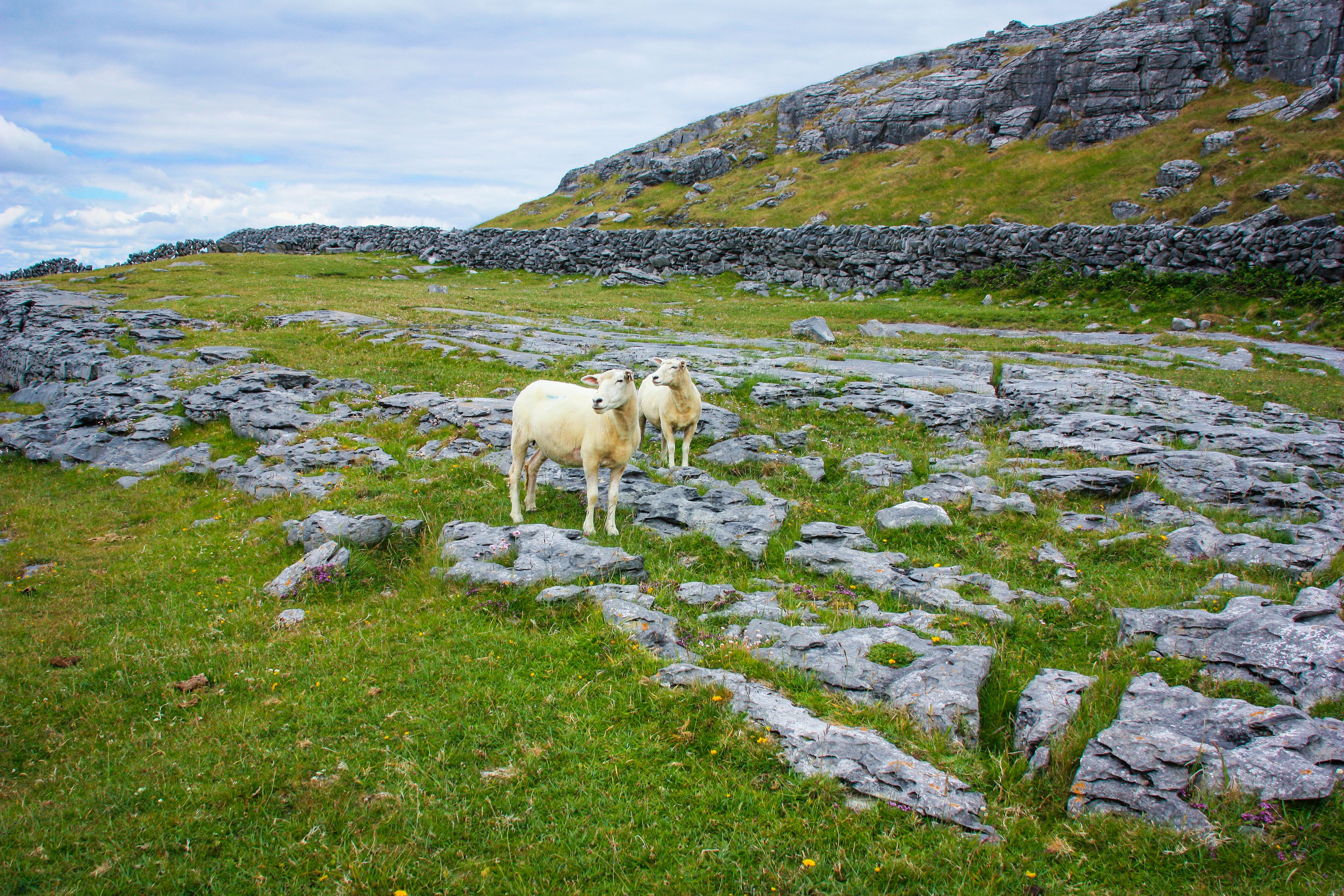 Sheep Grazing on Irish Limestone Landscape · Free Stock Photo