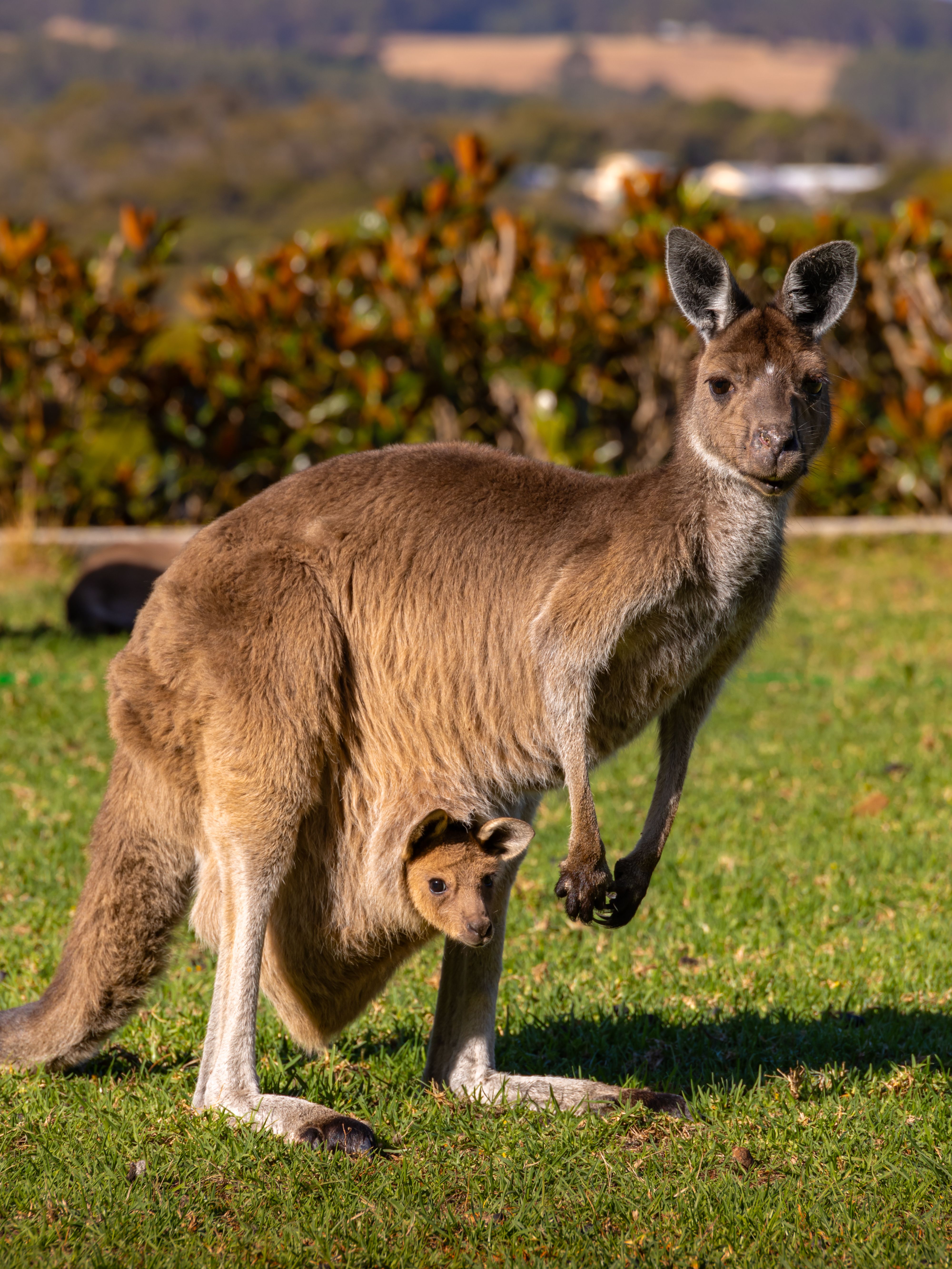 Kangaroo with Joey in Walpole, Western Australia · Free Stock Photo