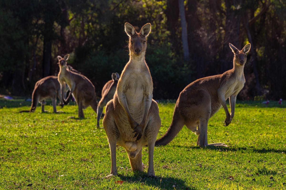 Australian Animals Photos, Download The BEST Free Australian Animals ...