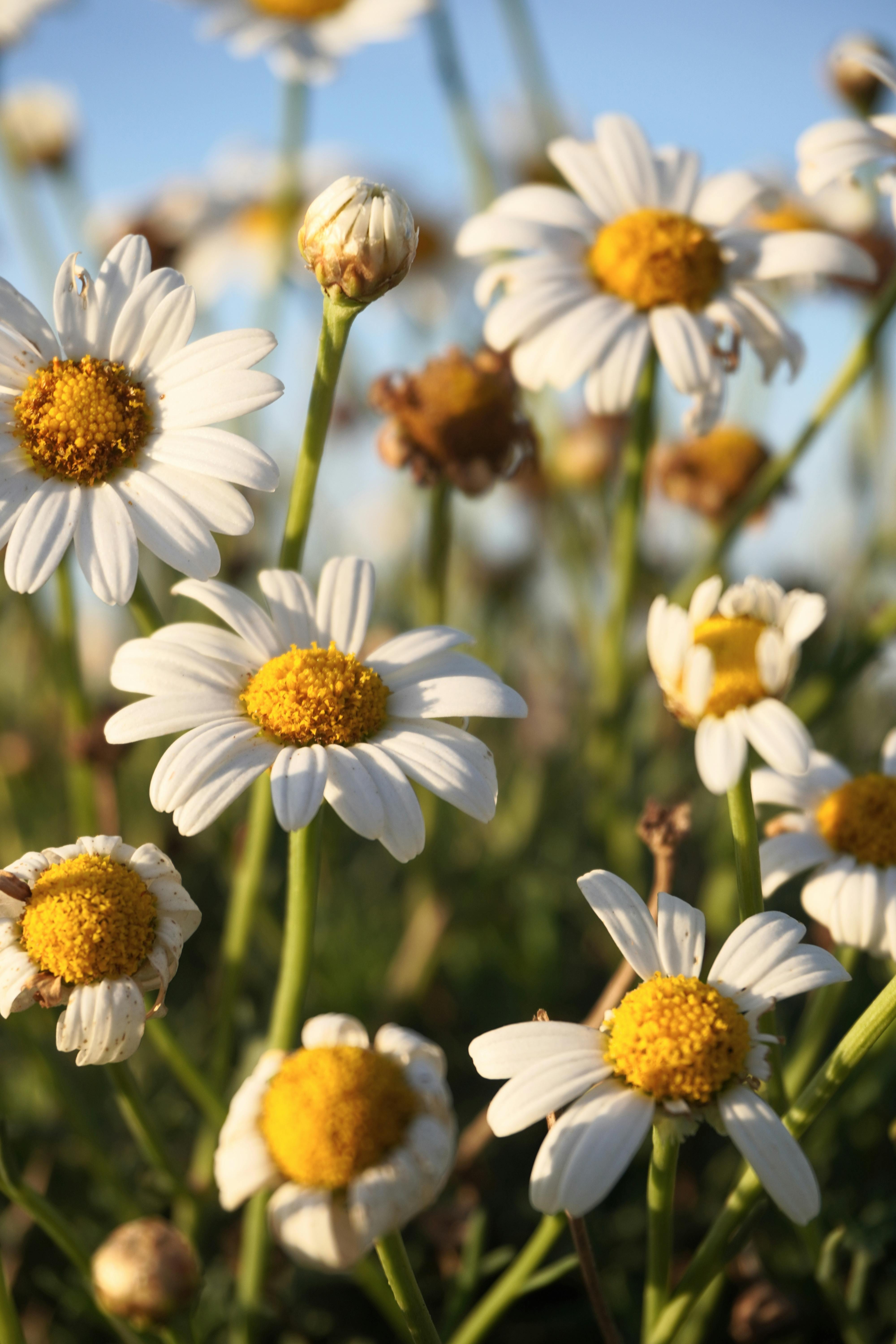 Beautiful Daisies in Bloom at Sunset · Free Stock Photo