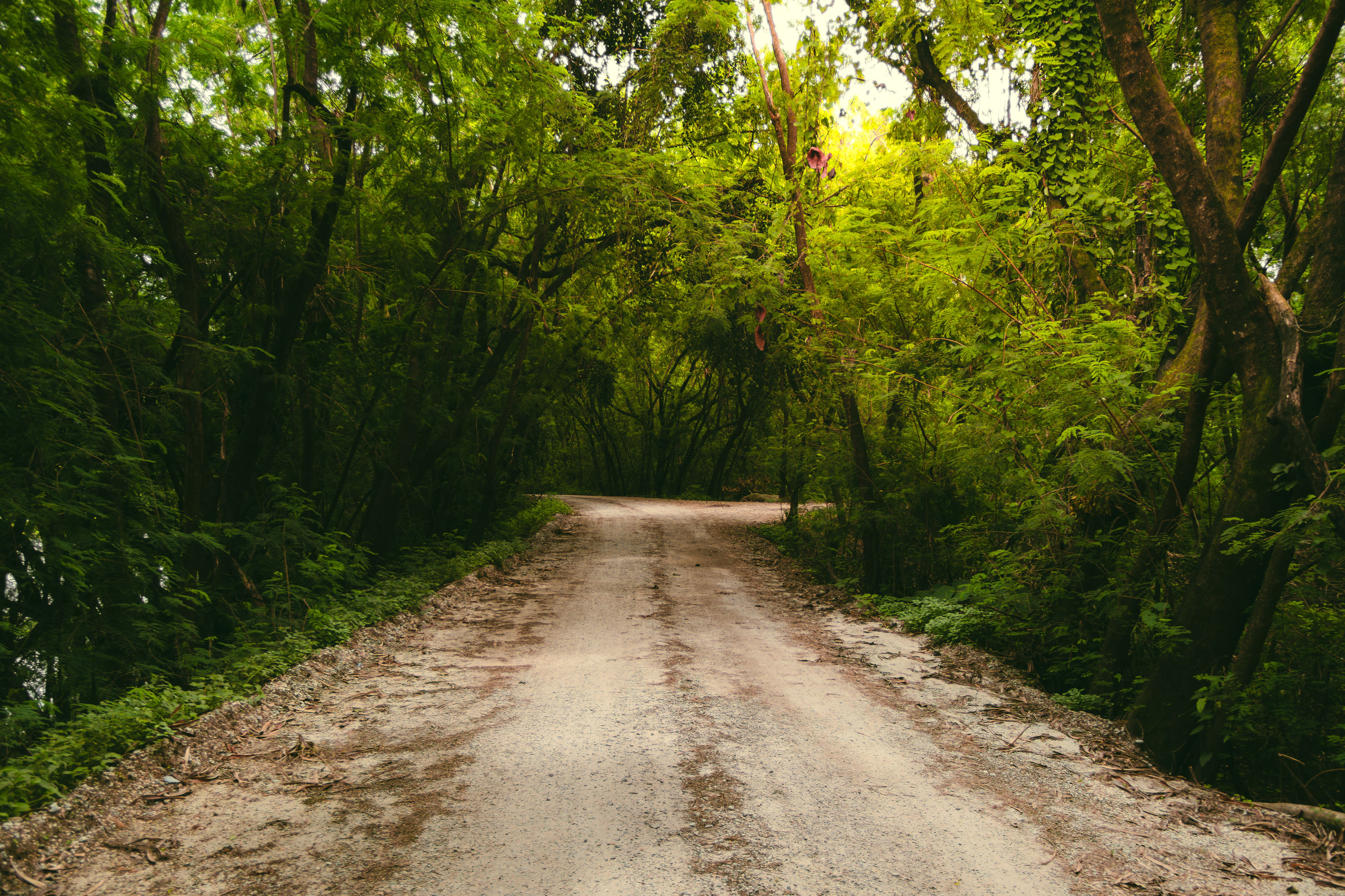 Tropical Walkway Photos, Download The BEST Free Tropical Walkway Stock ...