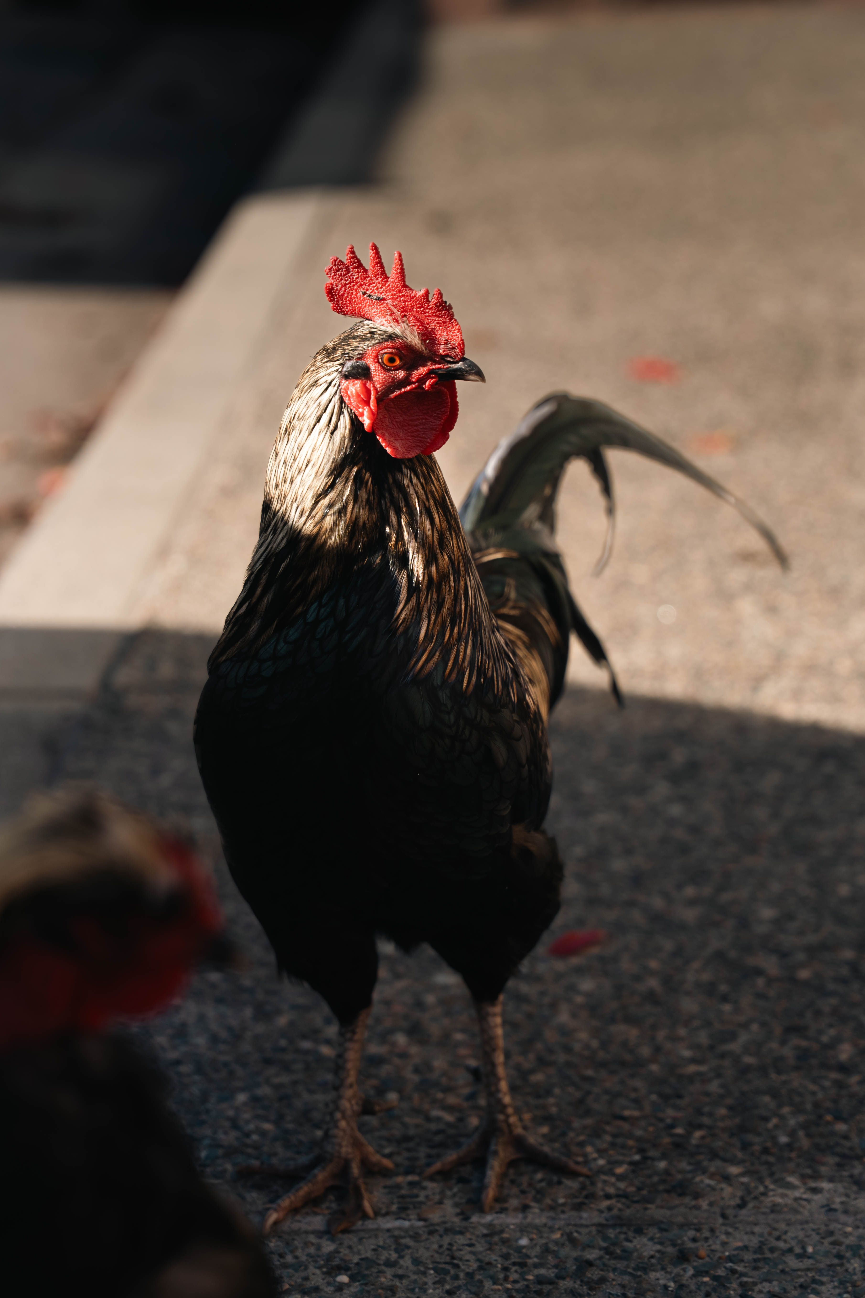 Portrait of a Rooster in Natural Lighting · Free Stock Photo