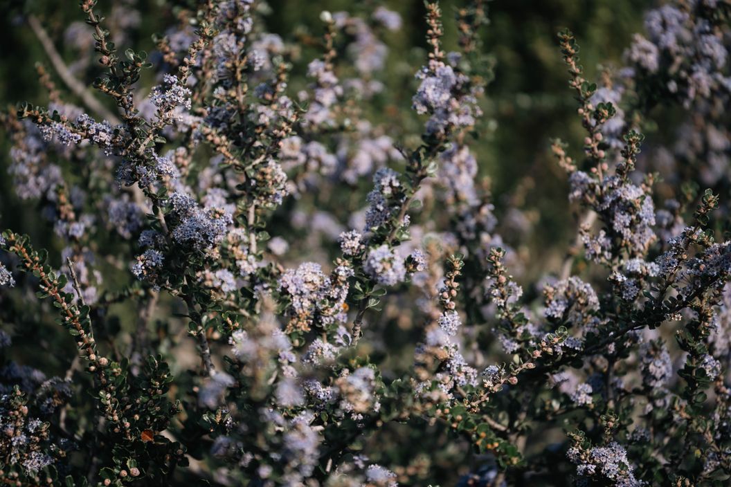 Ceanothus Puget Blue Californian Lilac: Care, Growth & Tips