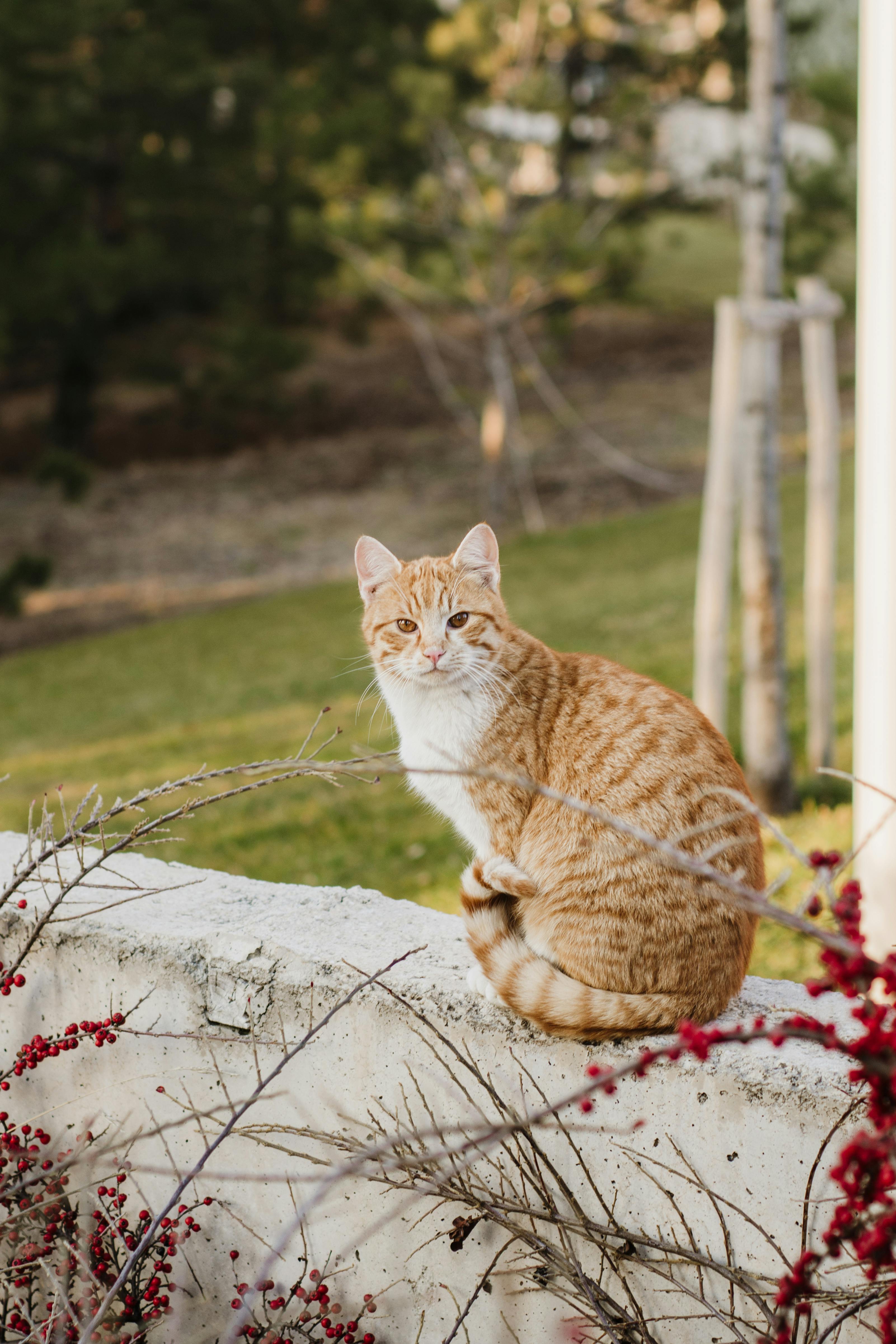 Ginger Cat Photos, Download The BEST Free Ginger Cat Stock Photos & HD ...