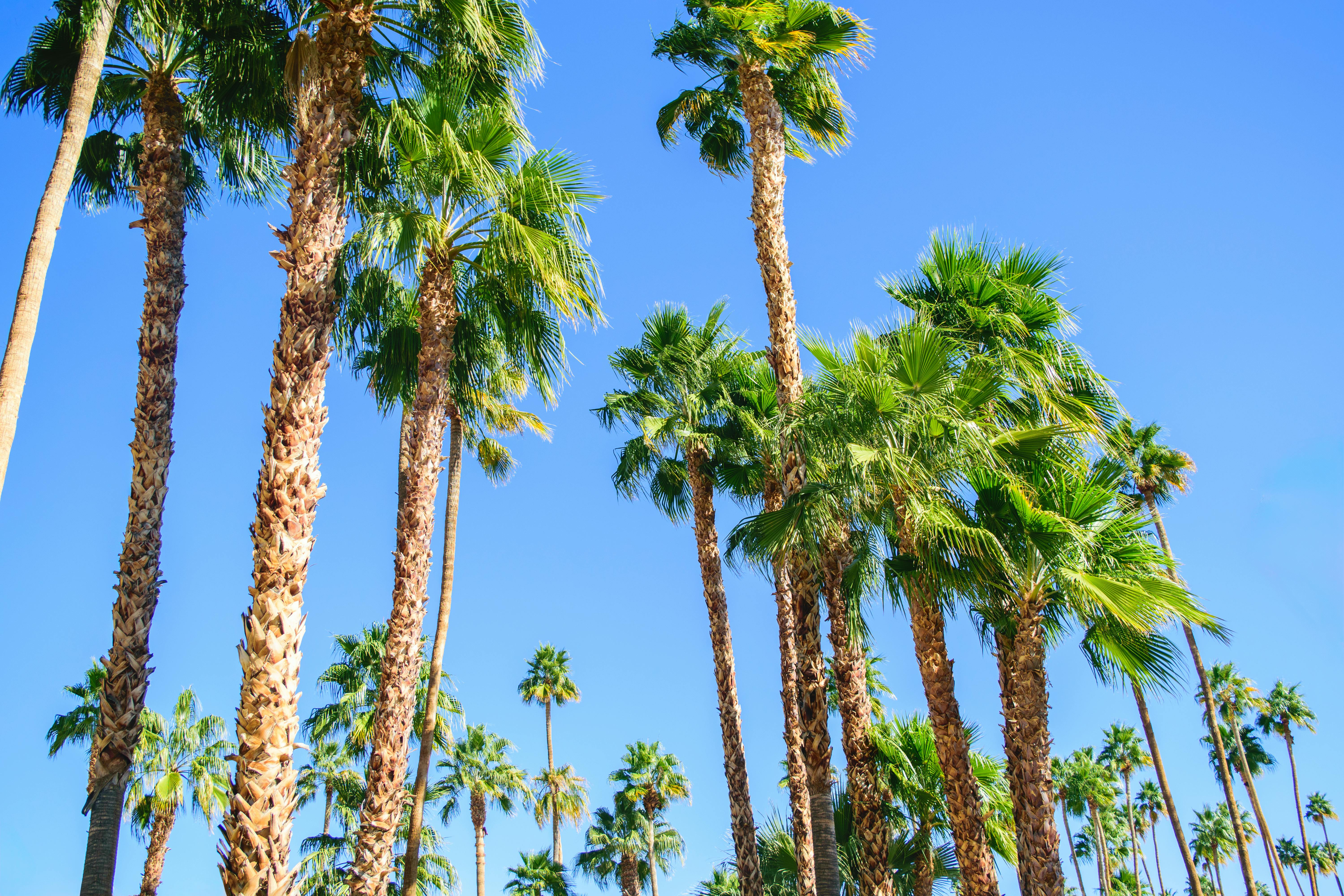 Indica Socal Photos, Download The BEST Free Indica Socal Stock Photos ...