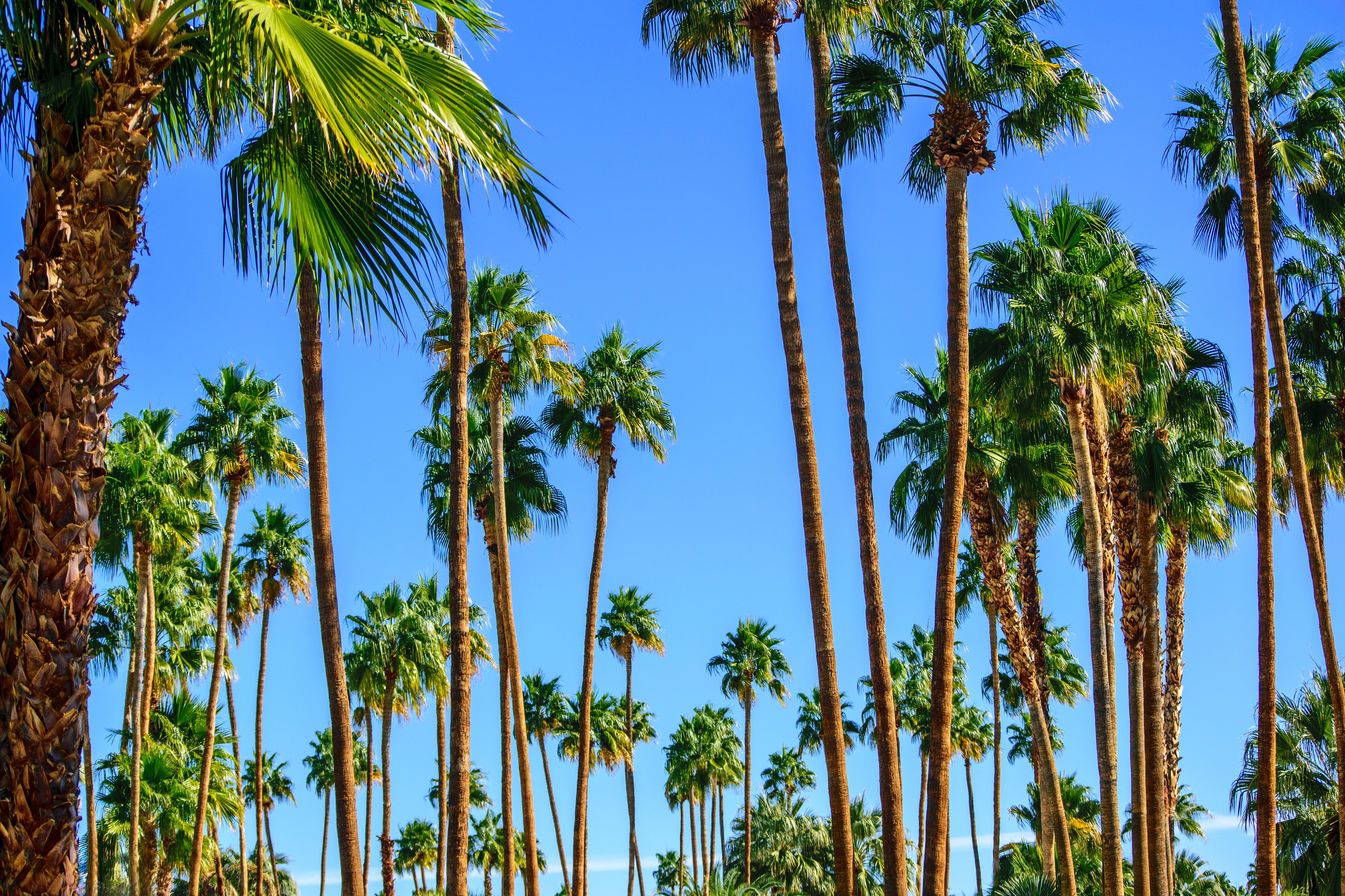 Spring Palm Trees