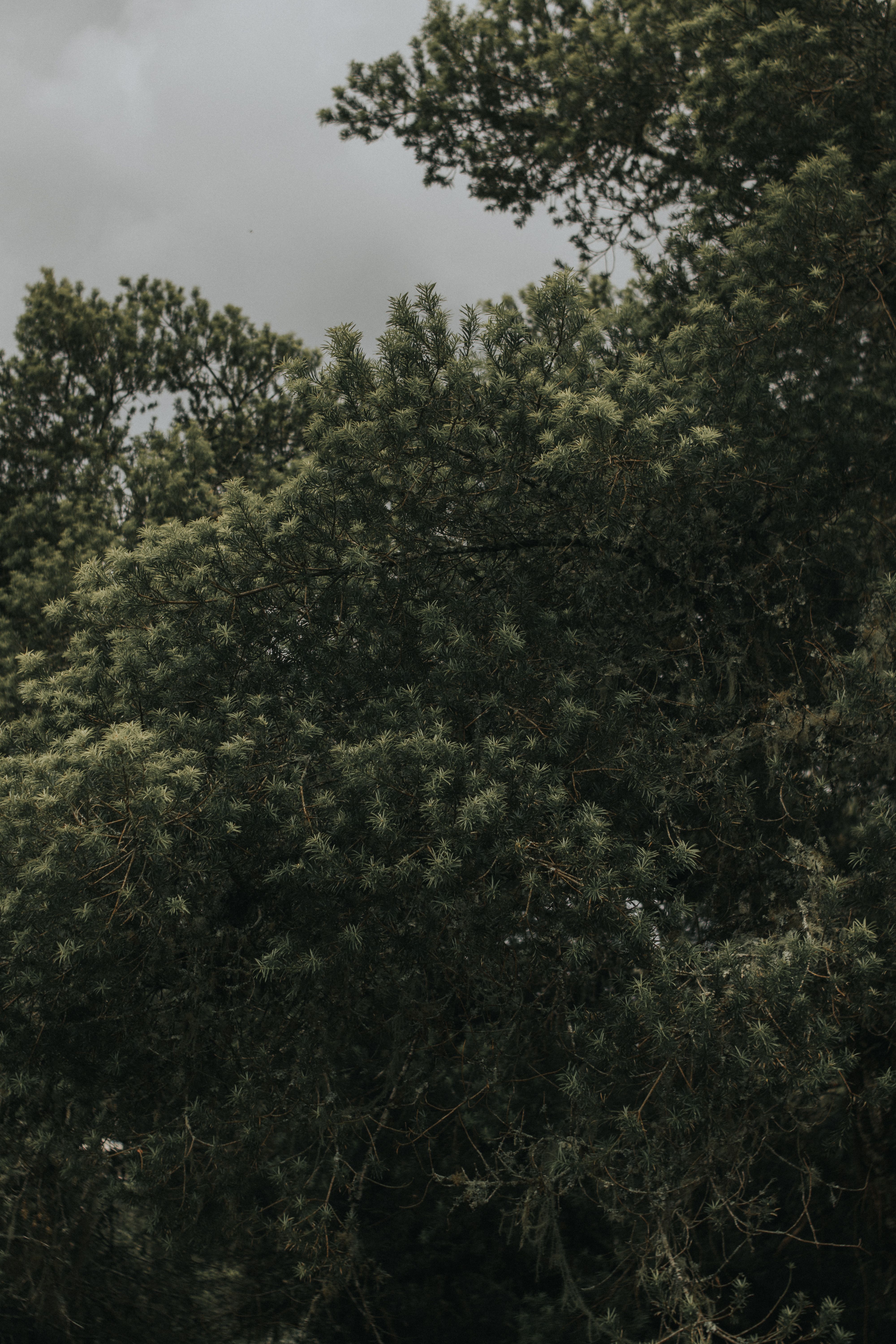 Dense Evergreen Tree Canopy in Overcast Weather · Free Stock Photo